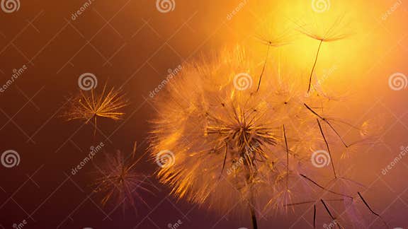 Dandelion on a Orange Background Stock Photo - Image of macro, floral ...