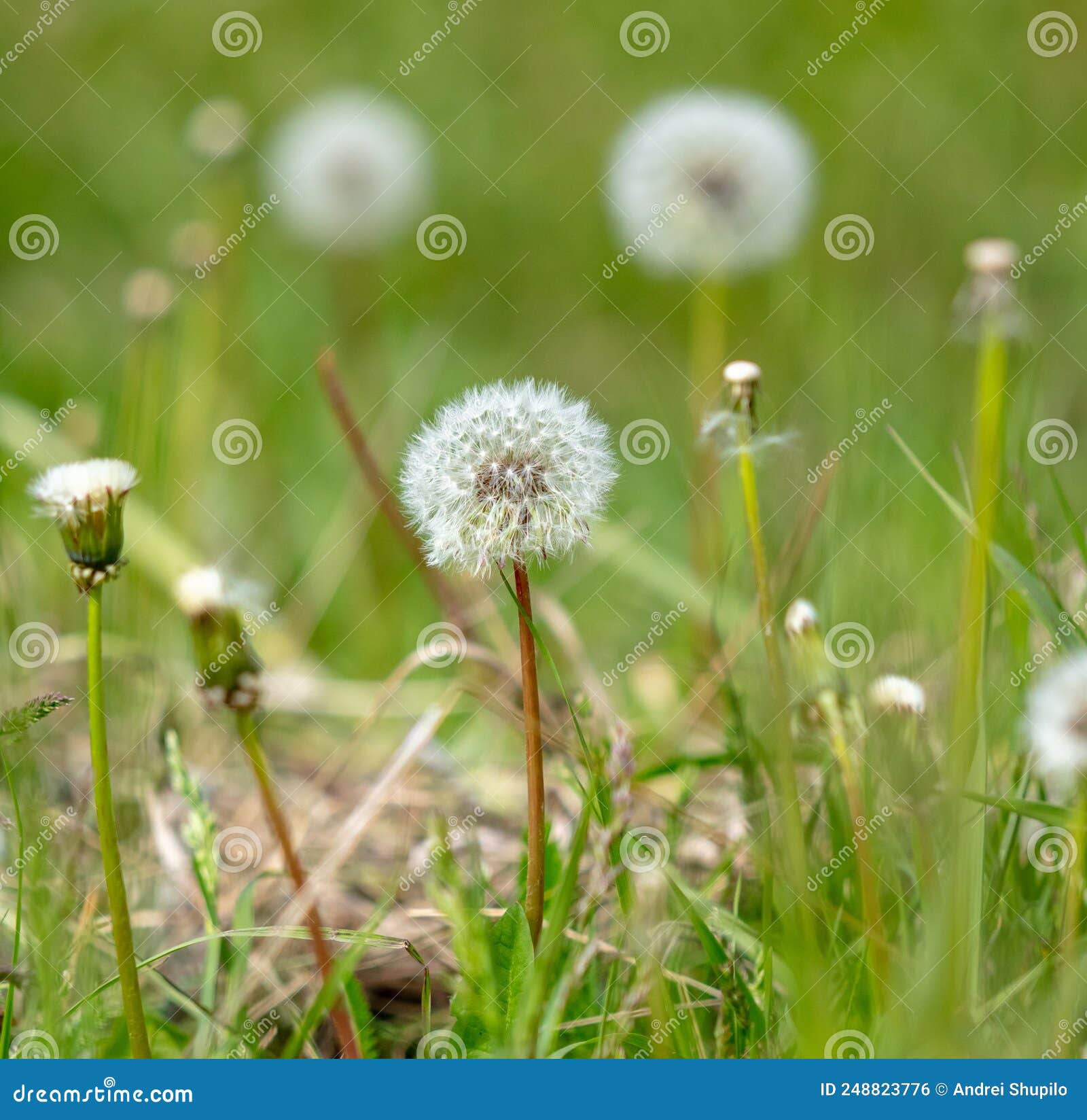 Dandelion in the Park in Nature. Stock Photo - Image of outdoor, wind ...