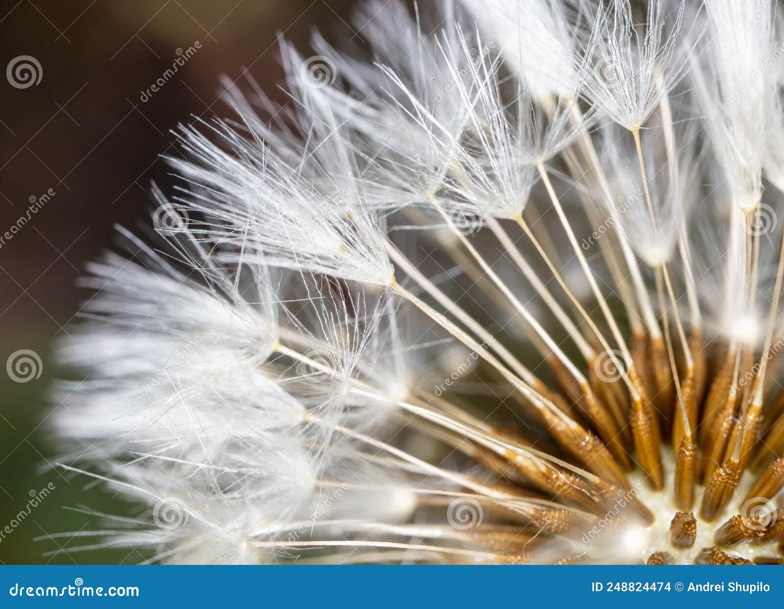 Dandelion in the Park in Nature. Stock Photo - Image of summer, seed ...