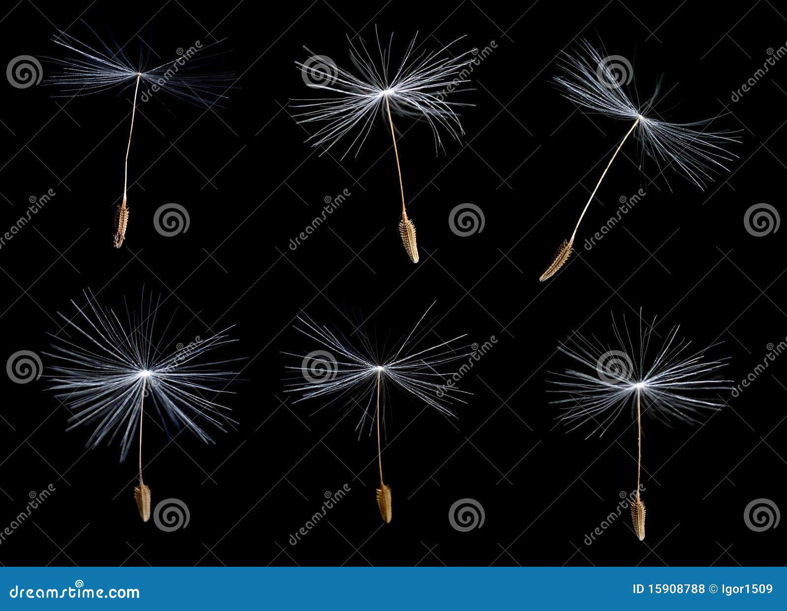 Dandelion Part Plant Set Royalty Free Stock Photos - Image: 15908788