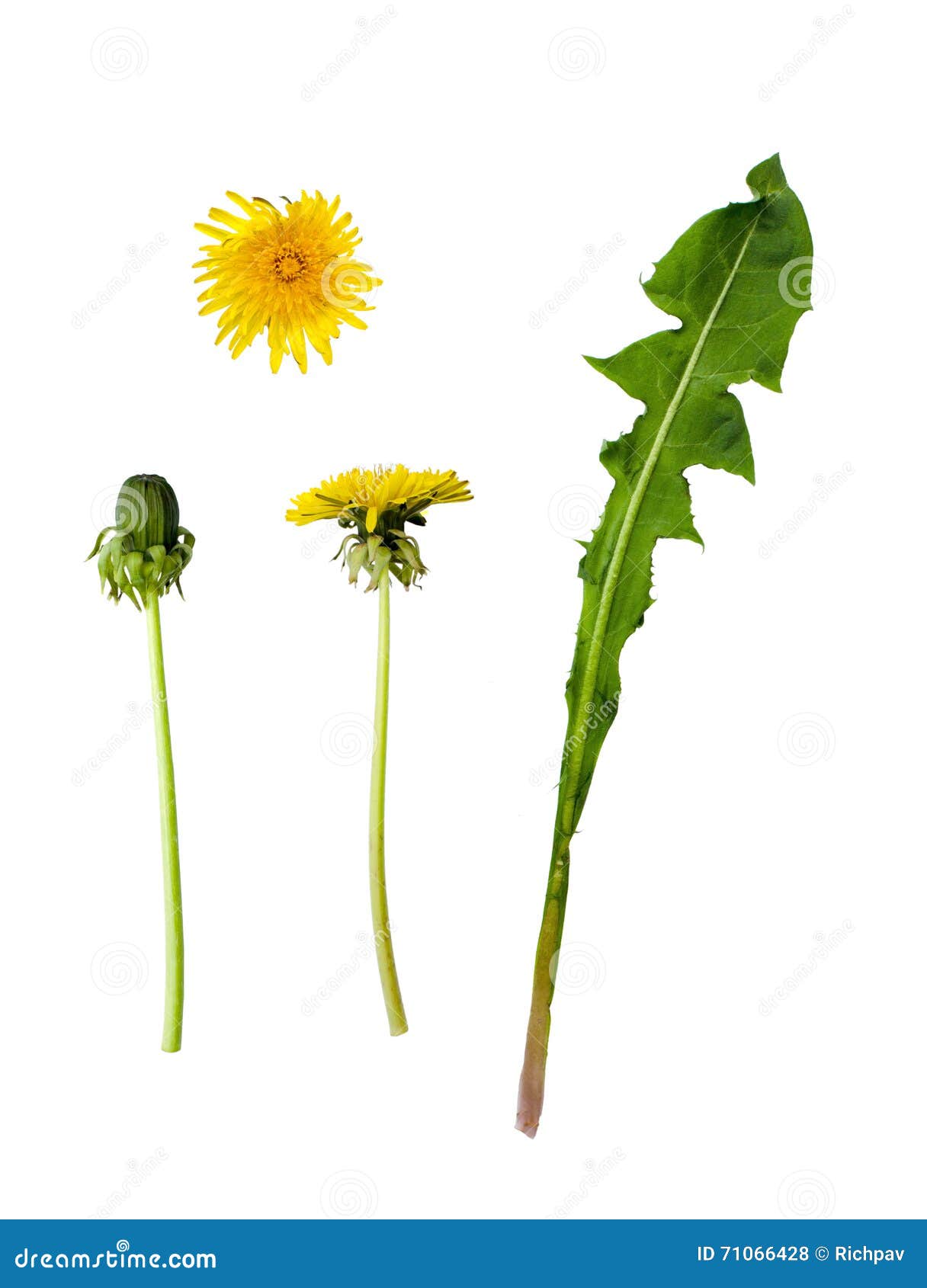 Dandelion Parts Isolated on White Background Stock Photo - Image of ...