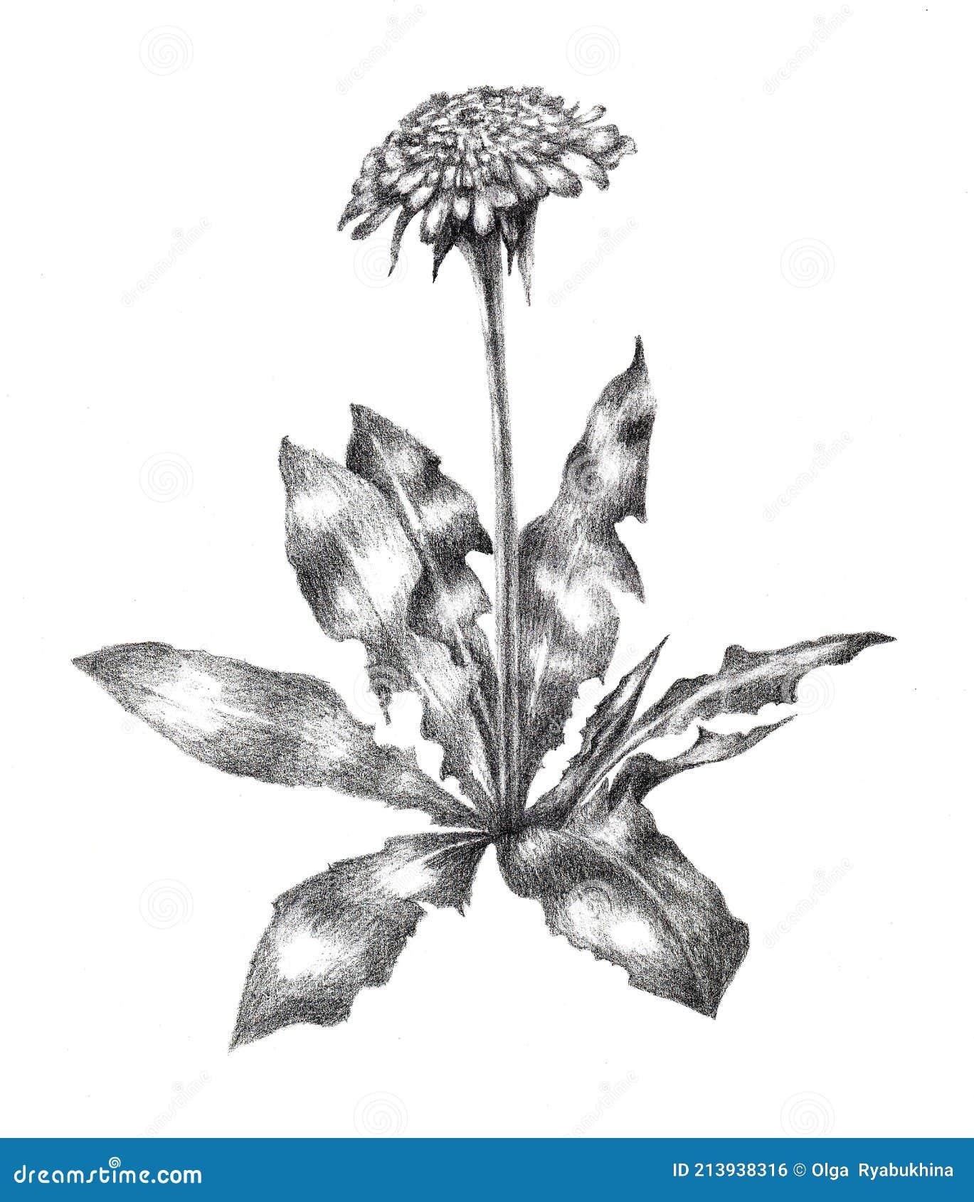 Dandelion Pencil Drawing