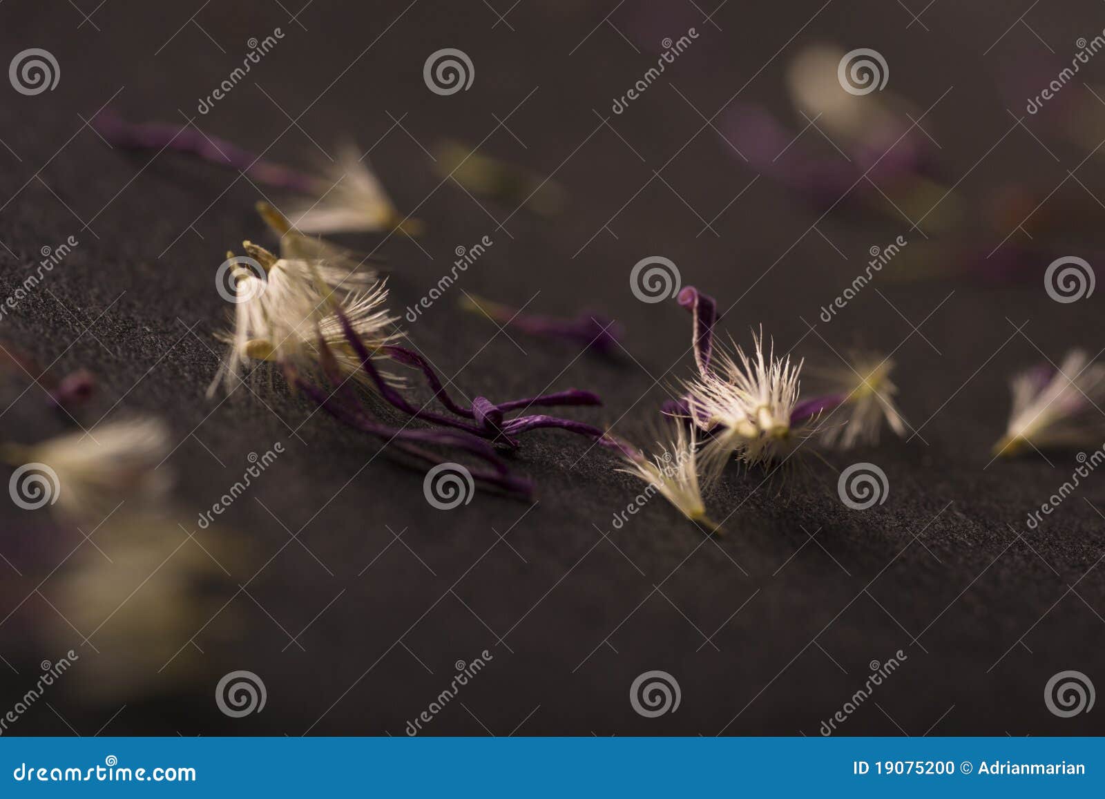 Dandelion petals stock photo. Image of falling, dandelion - 19075200