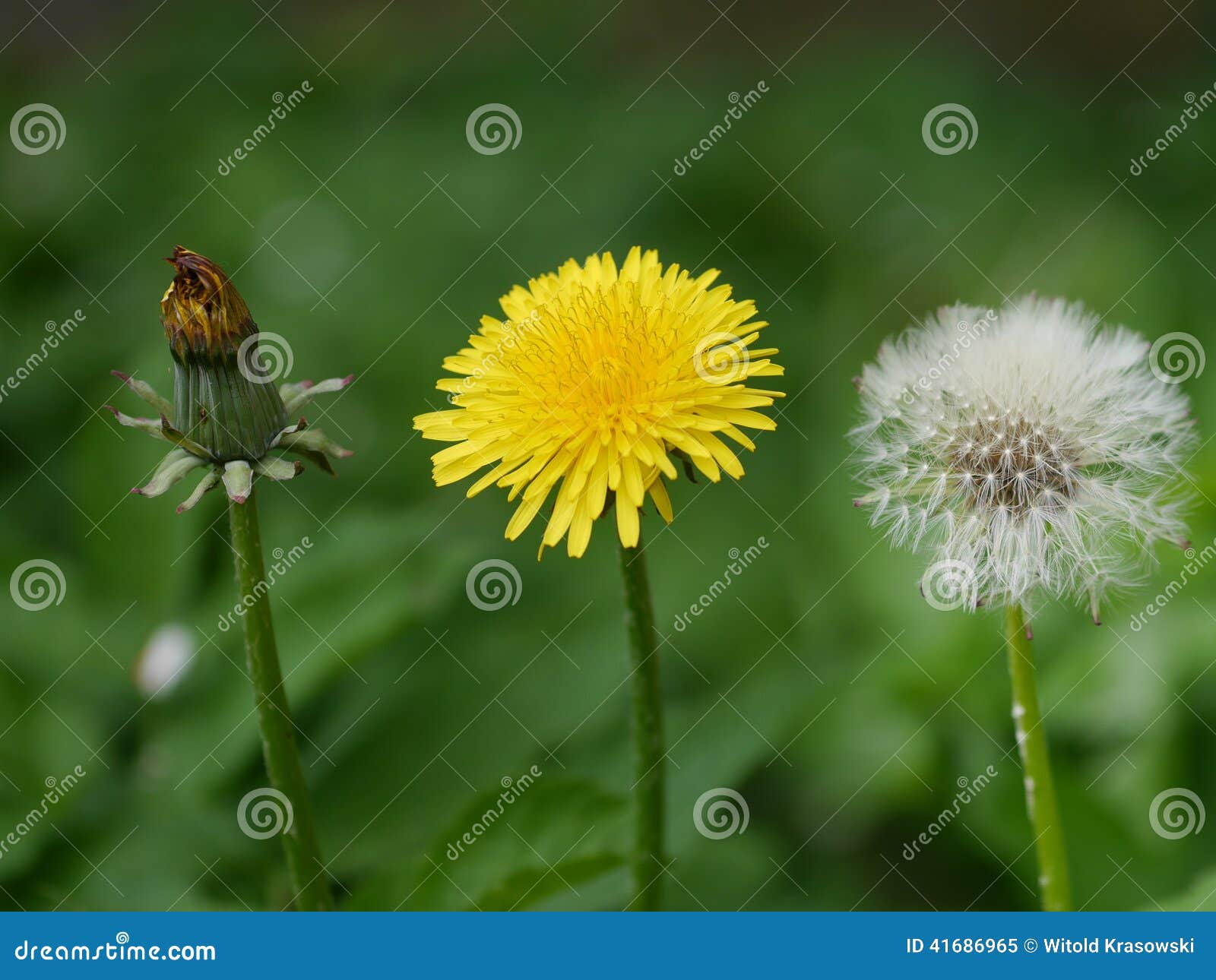 Dandelion stock image. Image of dandelion, phases, sting - 41686965