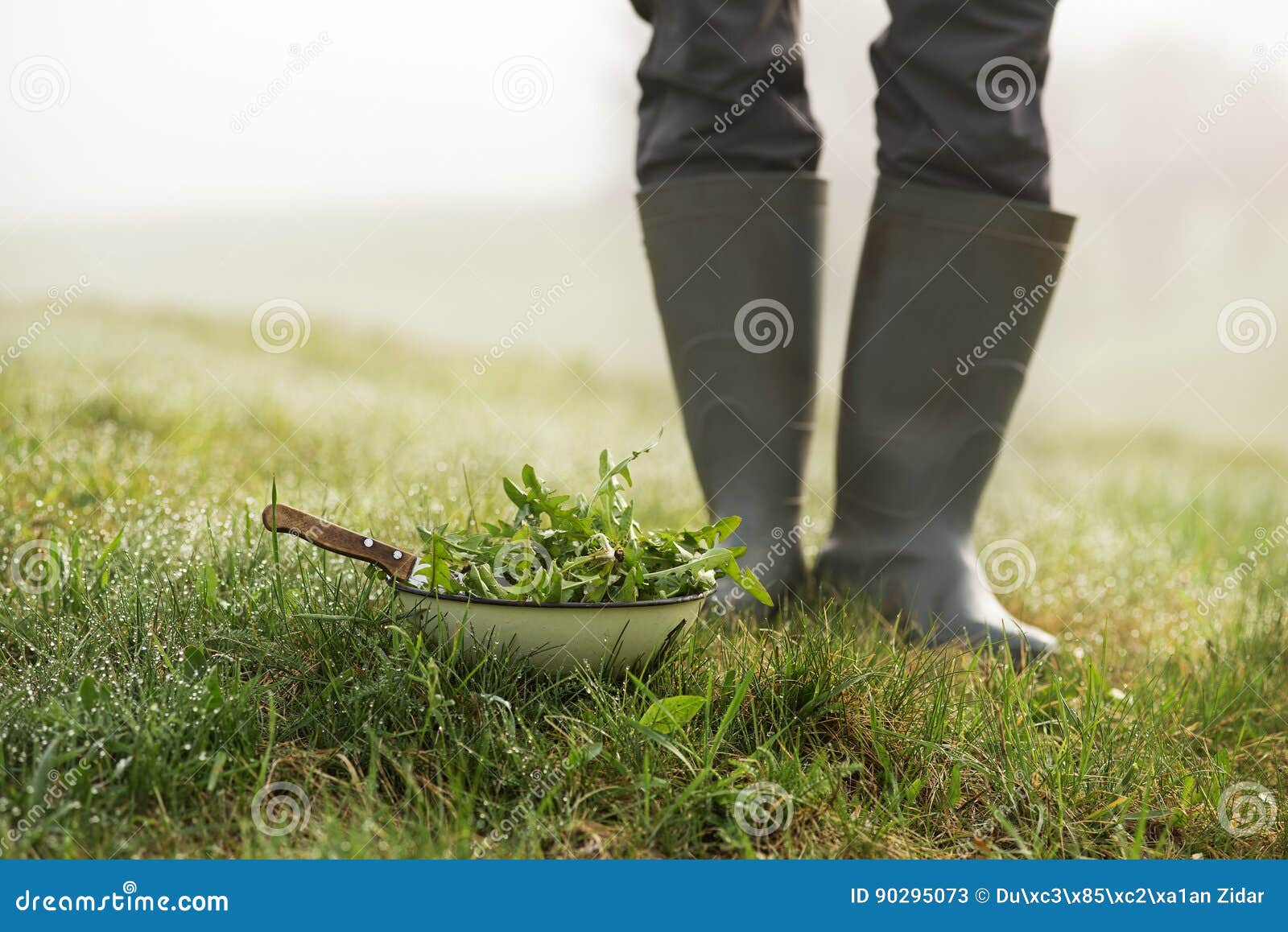 Dandelion stock image. Image of botany, knife, dandelion - 90295073