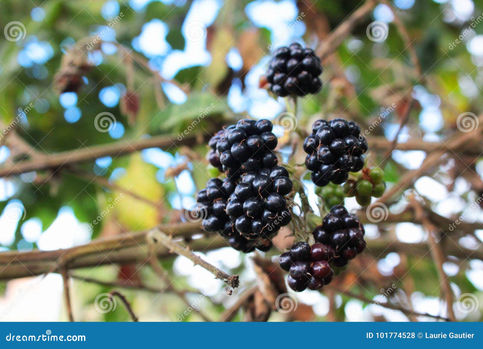 Mora Fruta Stock Photos - Free & Royalty-Free Stock Photos from Dreamstime