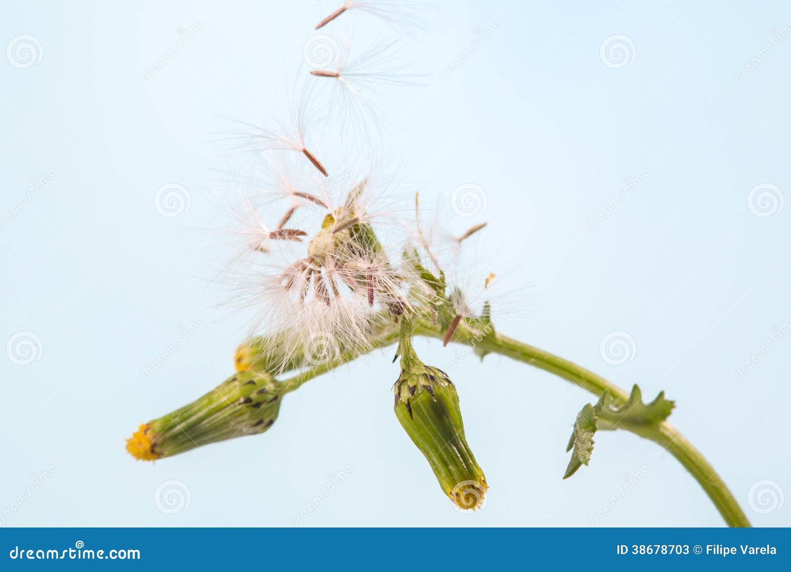 Dandelion Plant with Seeds Flying Isolated on Blue Stock Image - Image ...