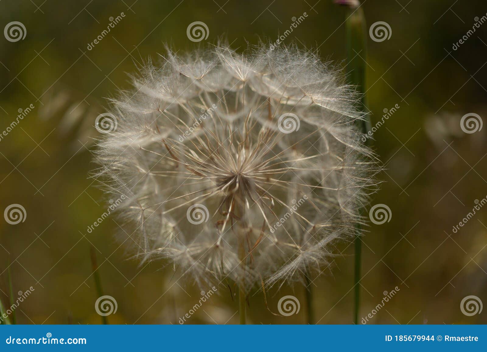 Dandelion Plant in a State of Seed Dispersal Stock Photo - Image of ...