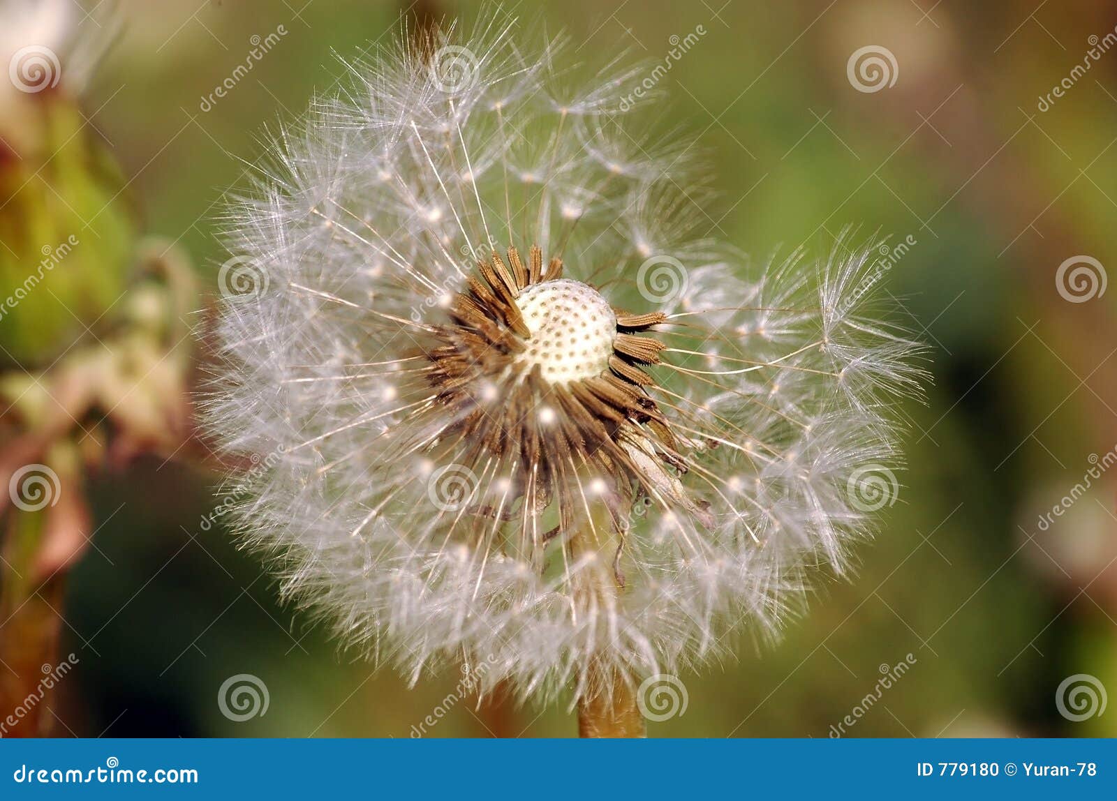 Dandelion with Pollen stock photo. Image of flora, greens - 779180
