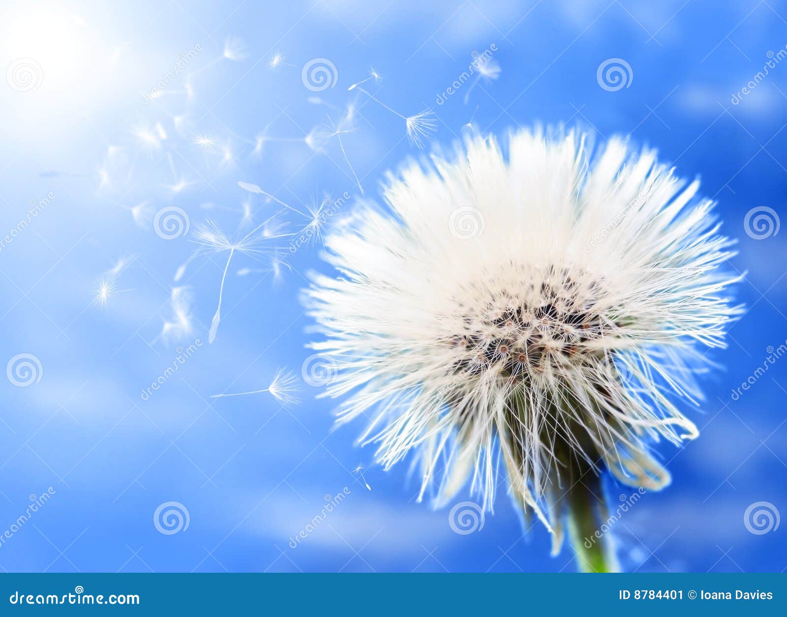 Dandelion portrait stock image. Image of seed, nature - 8784401
