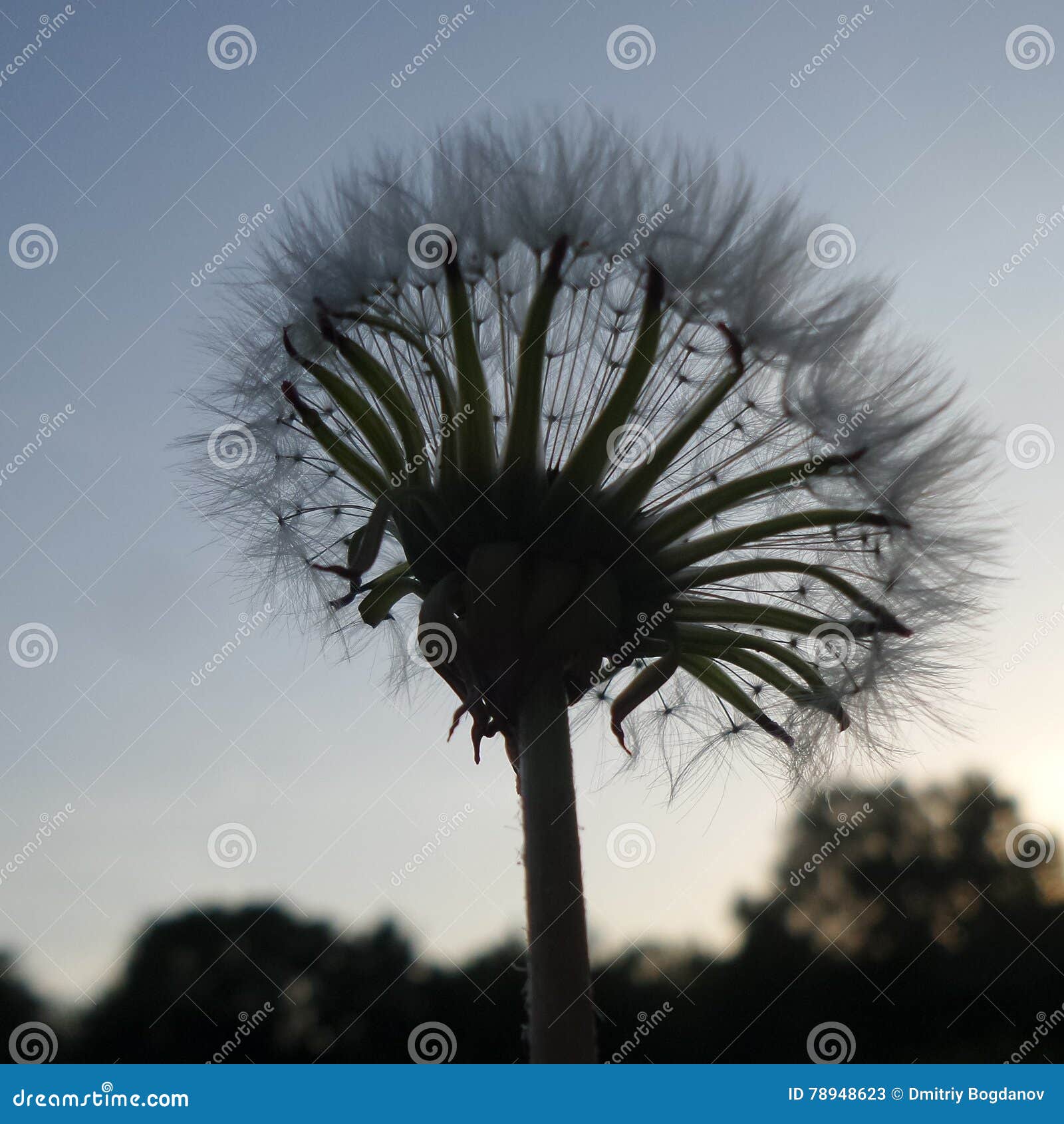 Dandelion in profile stock image. Image of nature, flower - 78948623