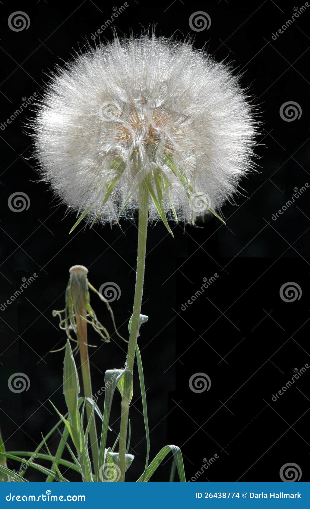 Dandelion puff stock photo. Image of botanical, head - 26438774