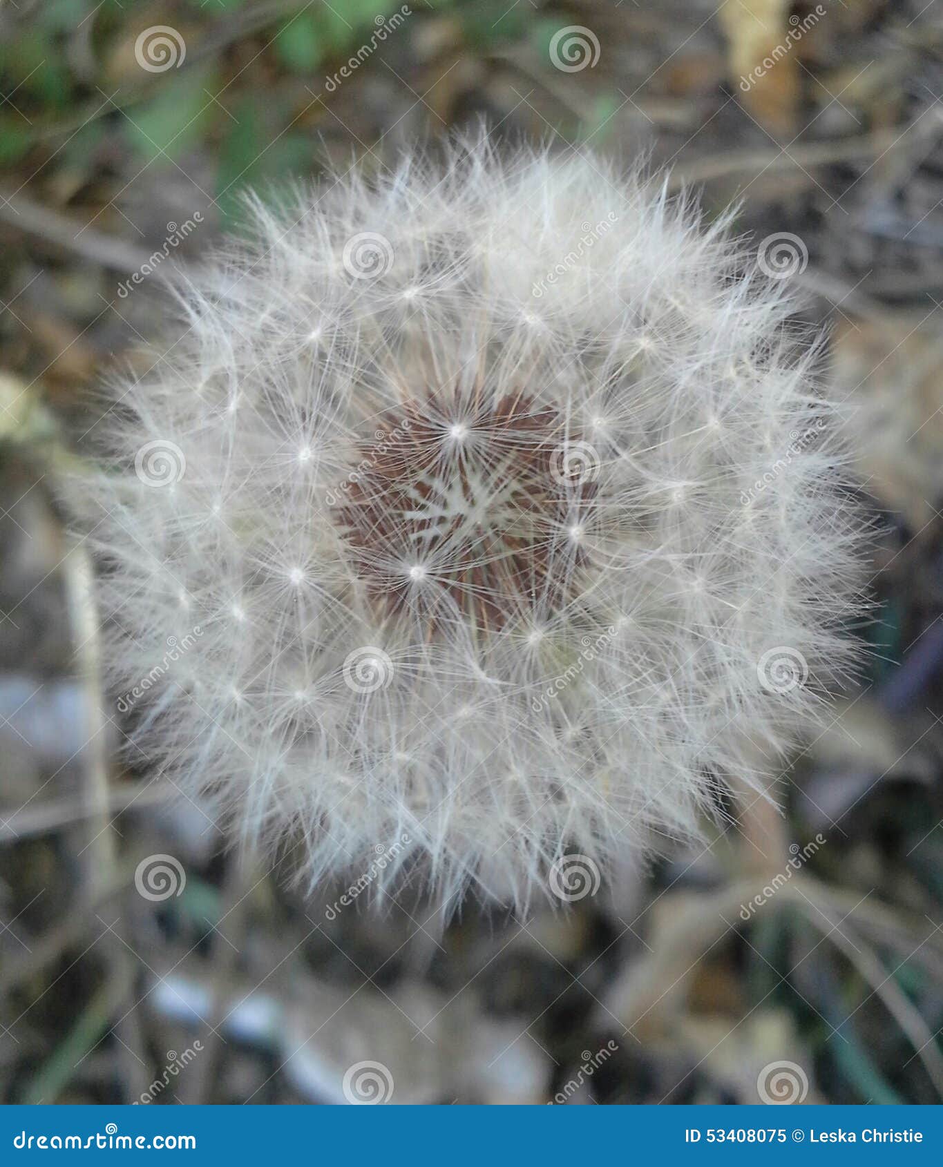 Dandelion puff ball stock image. Image of head, ball - 53408075
