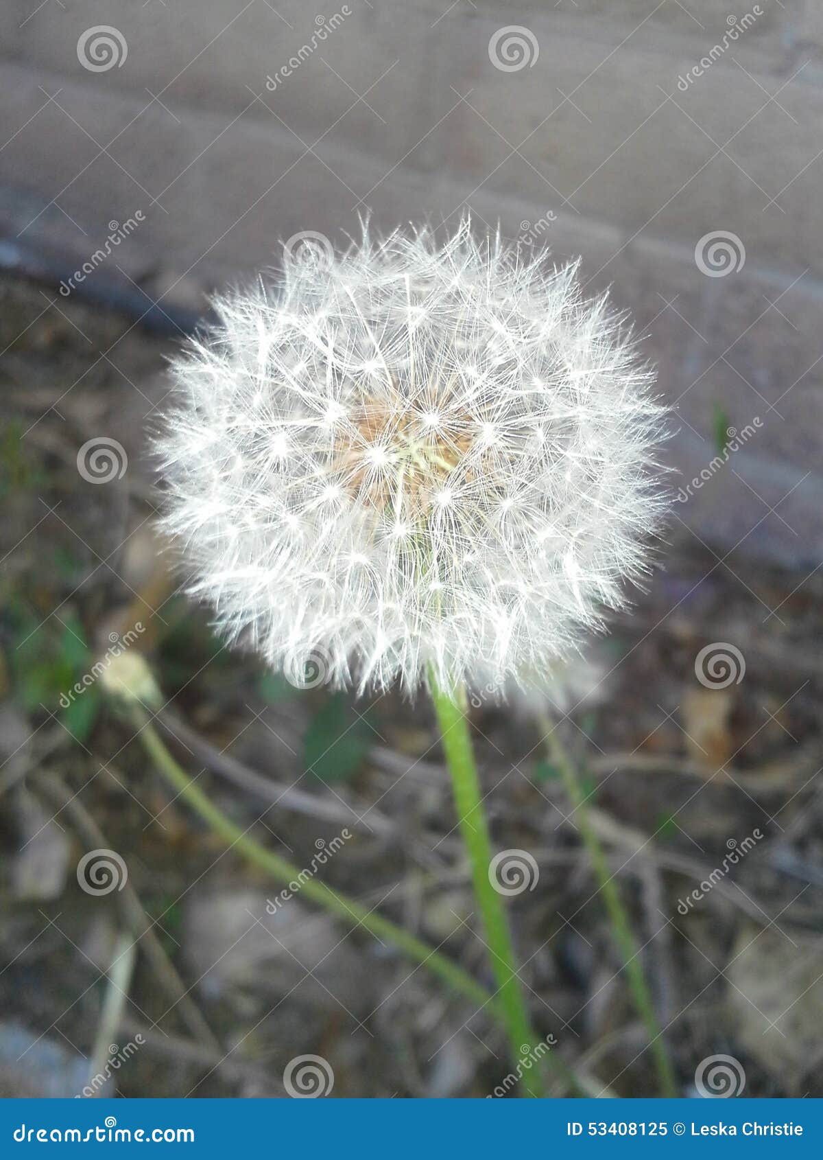 Dandelion puff ball stock image. Image of tuft, close - 53408125