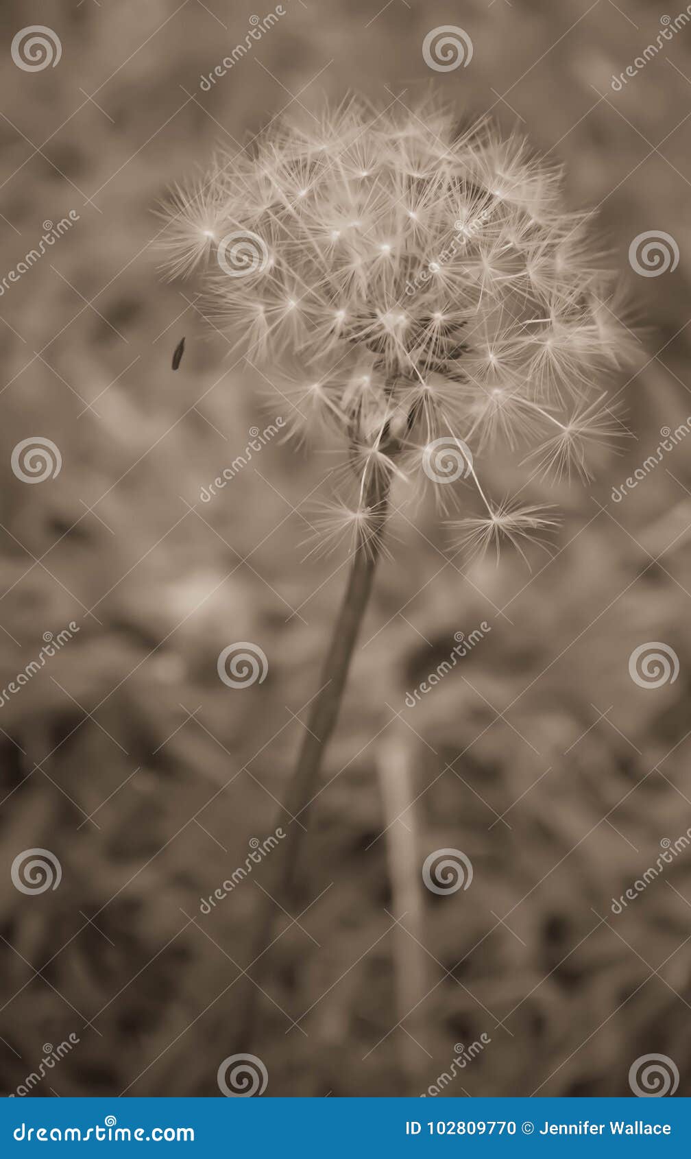 Dandelion puff ball flower stock photo. Image of herb - 102809770