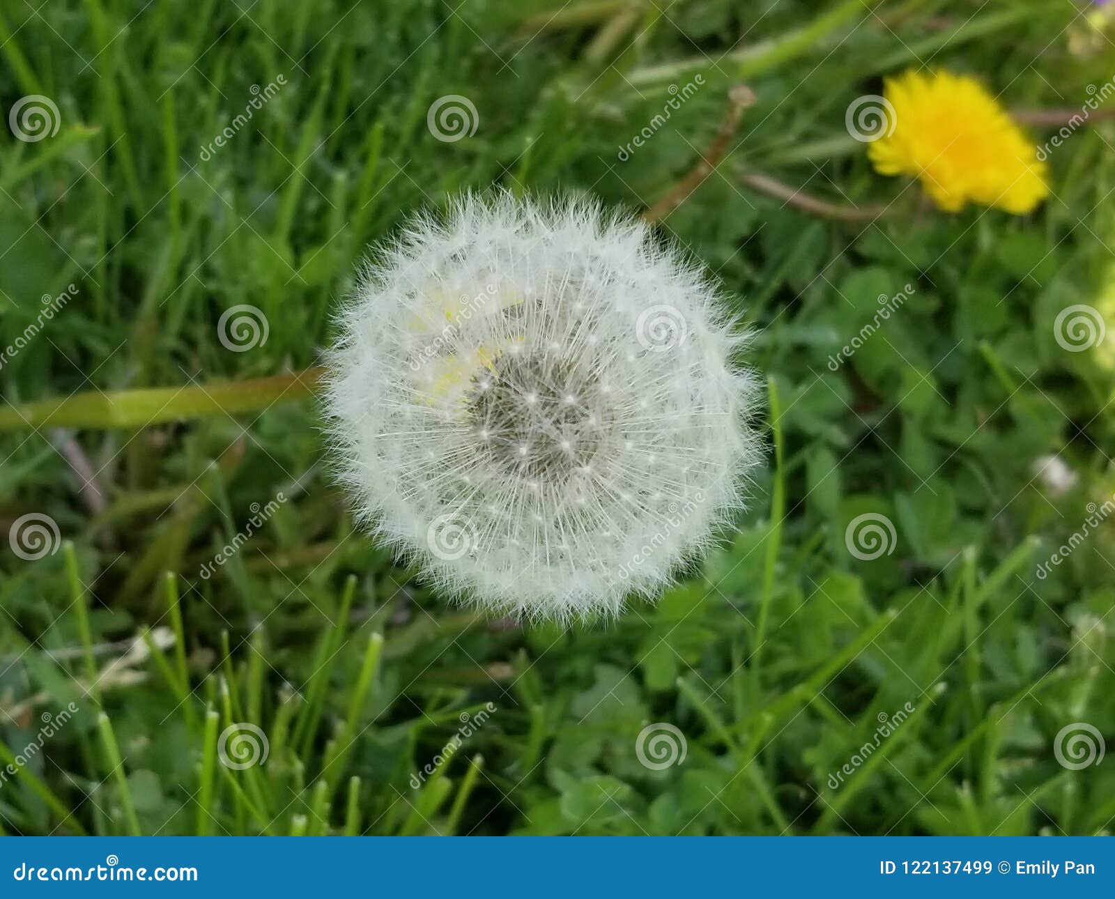 Dandelion puff stock image. Image of grass, puff, puffs - 122137499