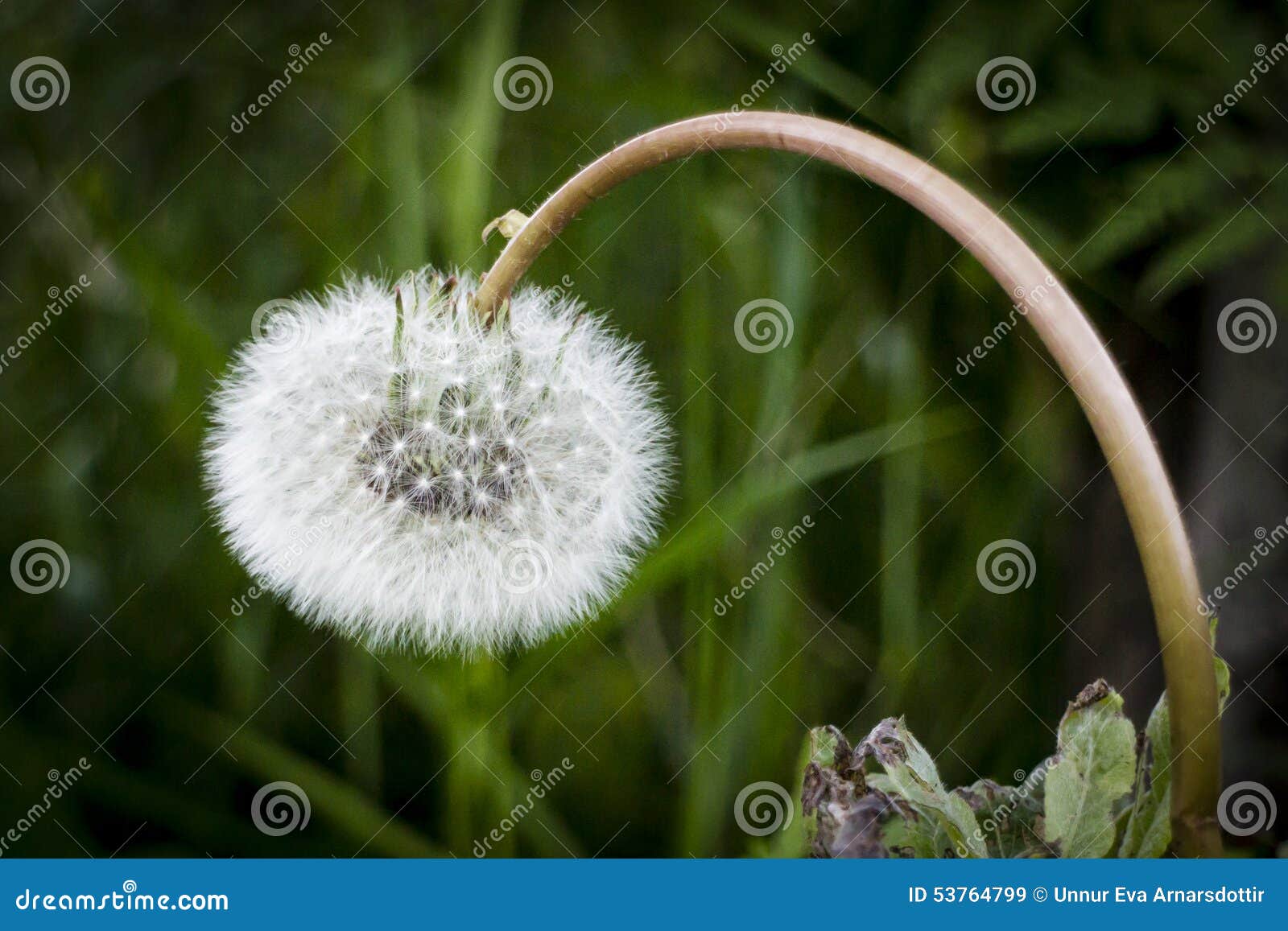 Dandelion puff stock image. Image of plant, white, puff - 53764799