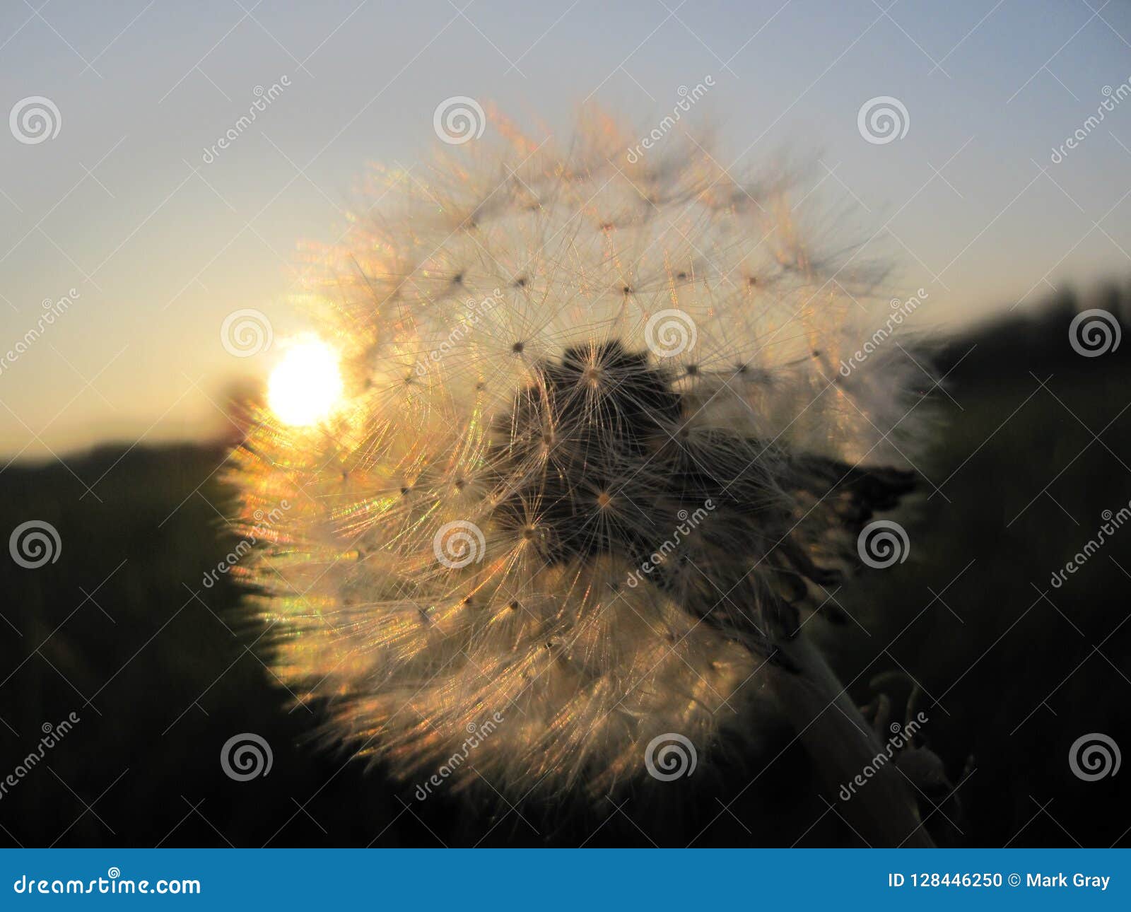 Dandelion Puff Seeds stock photo. Image of plants, puff - 128446250
