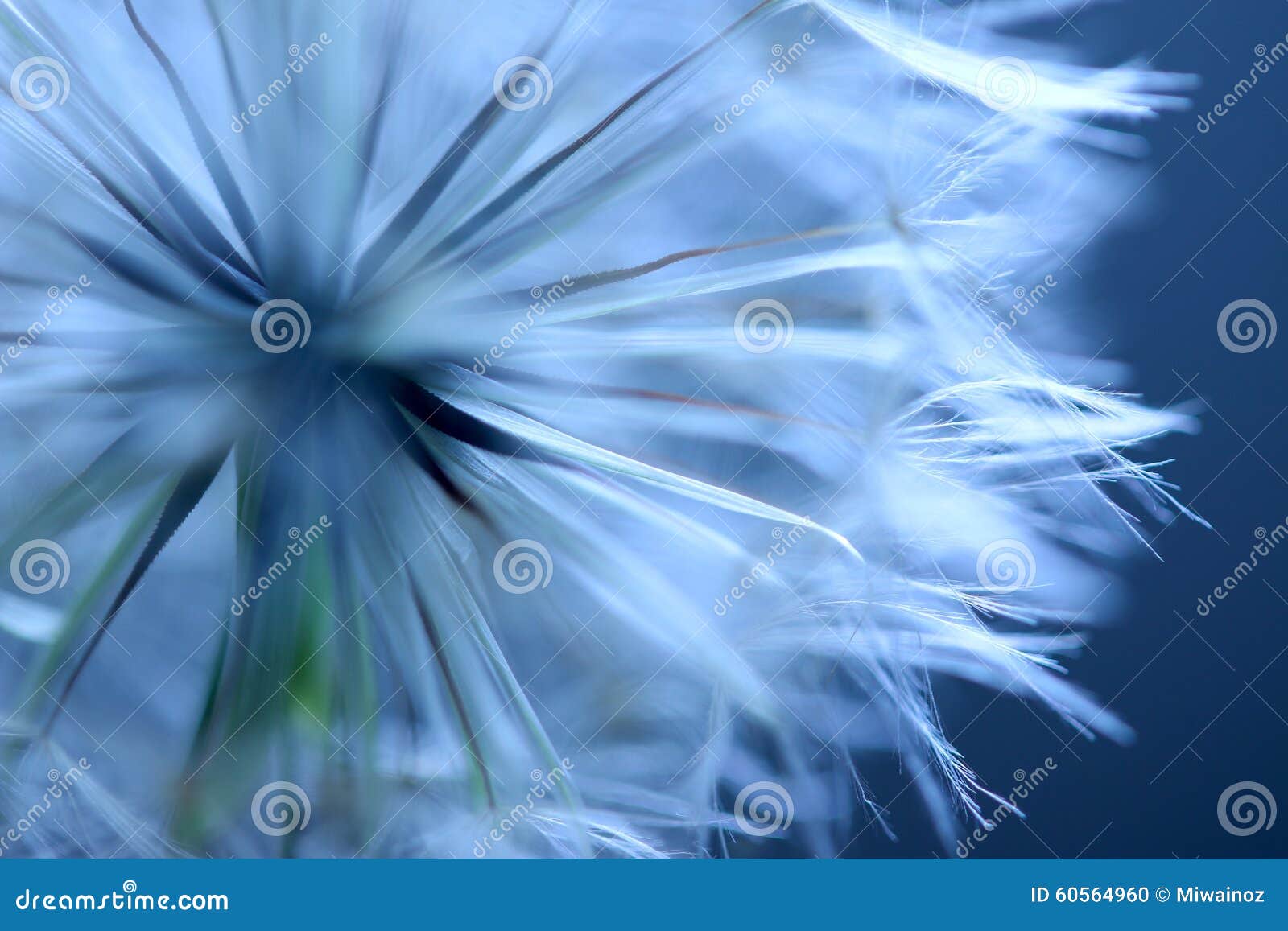 Dandelion Puffball stock photo. Image of naturallight - 60564960