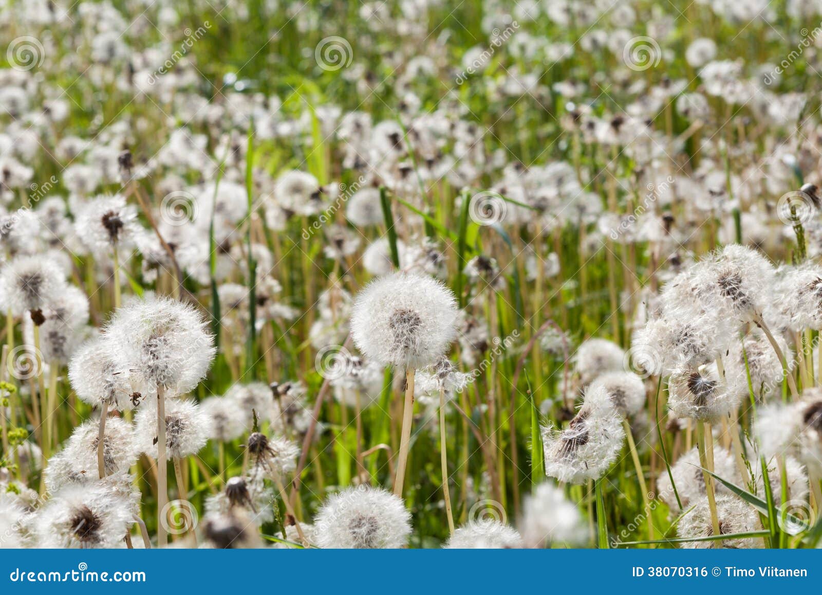 Dandelion puffs stock photo. Image of plant, summer, officinale - 38070316