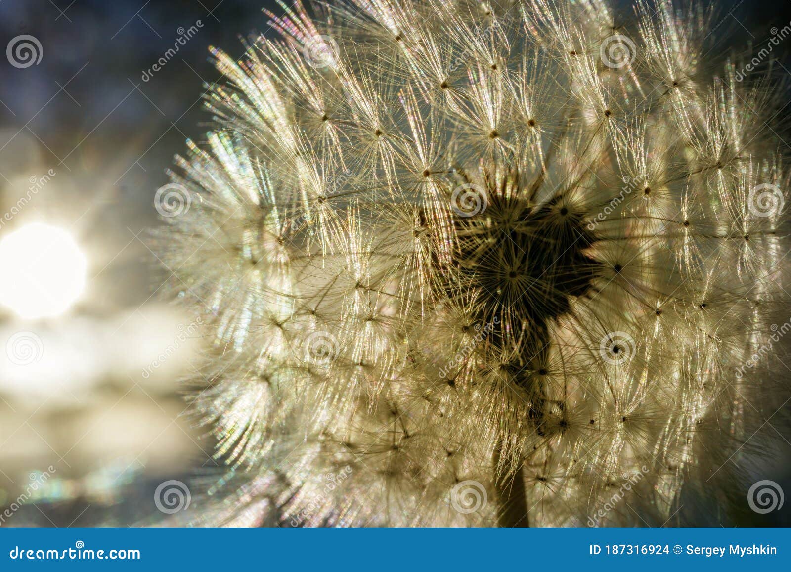 Dandelion in the Rays of the Setting Sun. Stock Photo - Image of ...