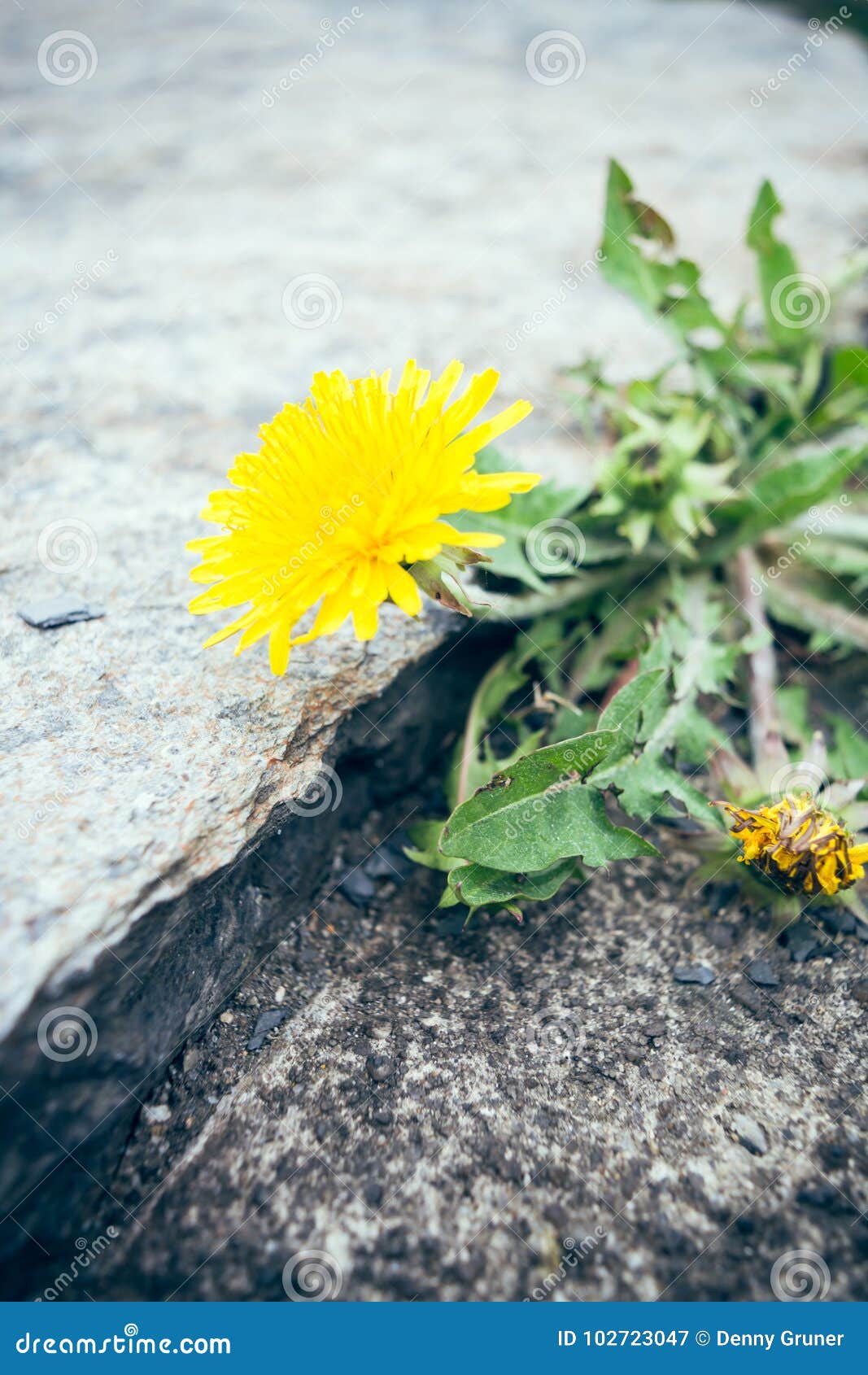 Dandelion on a rock stock image. Image of edible, blooming - 102723047