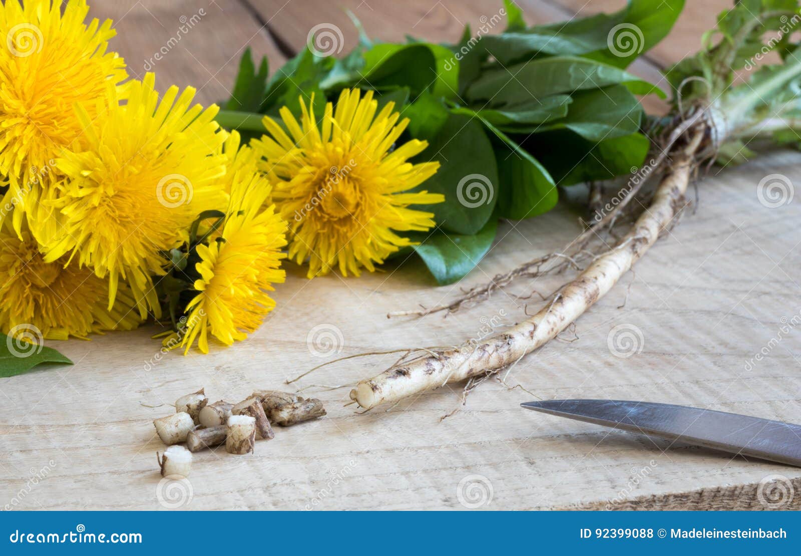 Dandelion Root, with Dandelion Flowers and Leaves Stock Photo - Image ...