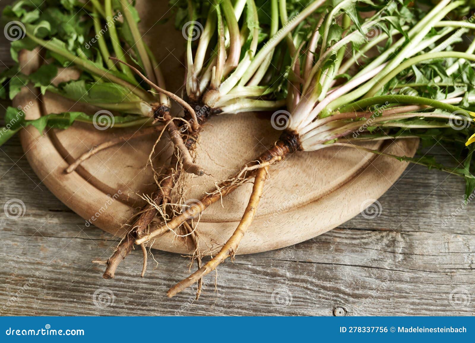 Dandelion Root - Ingredient for Herbal Medicine Stock Photo - Image of ...