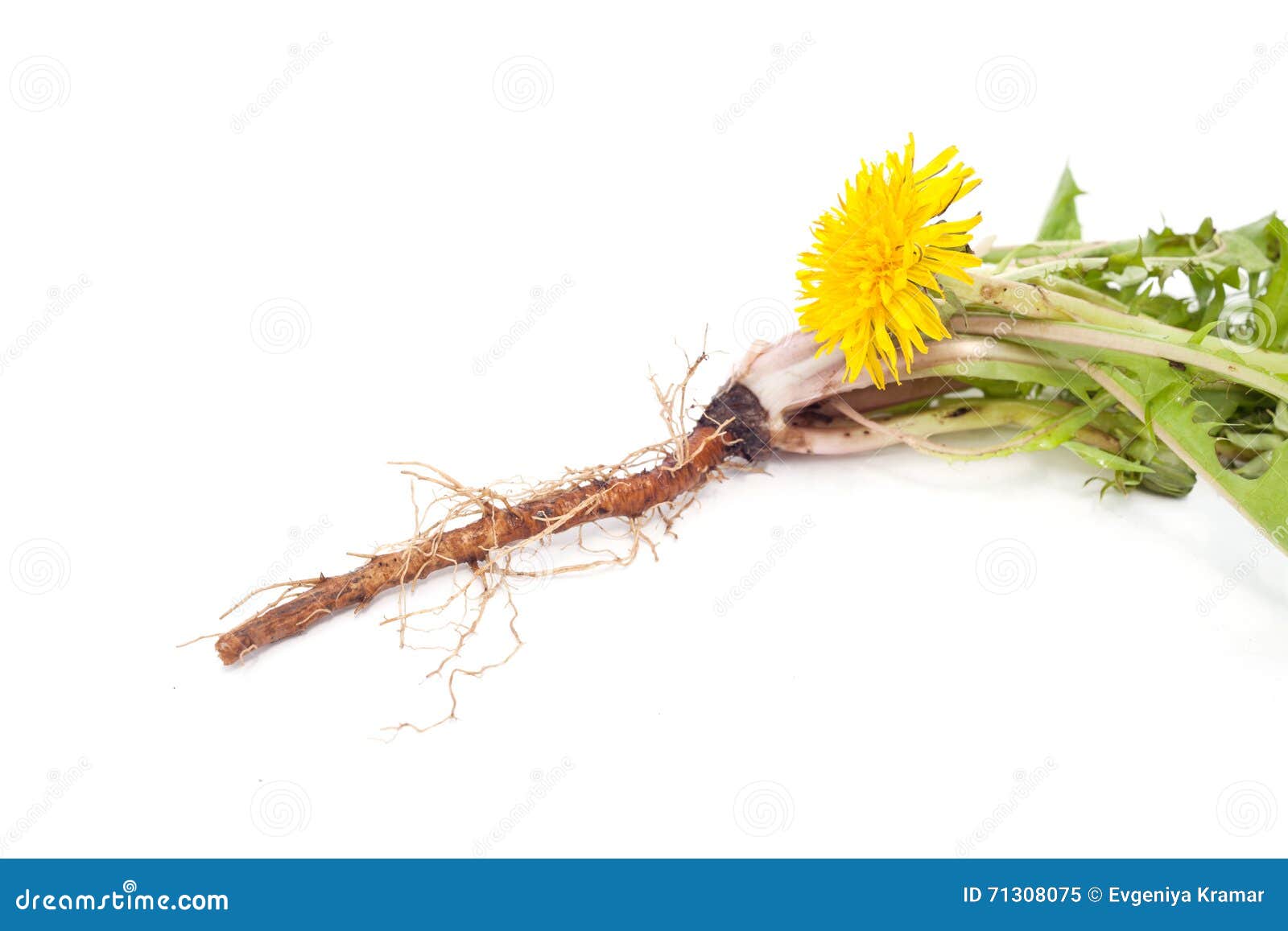 Dandelion root is isolated stock image. Image of detail - 71308075