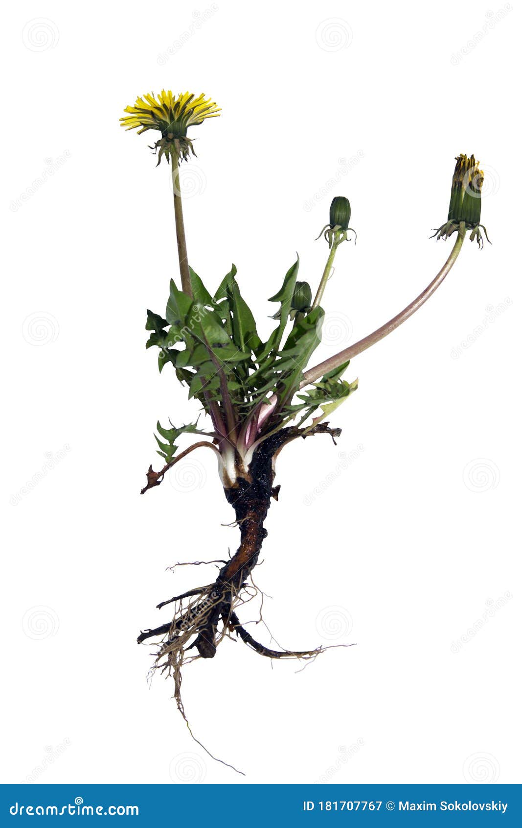 Dandelion Isolated with Root Leaves and Buds on a White Background ...