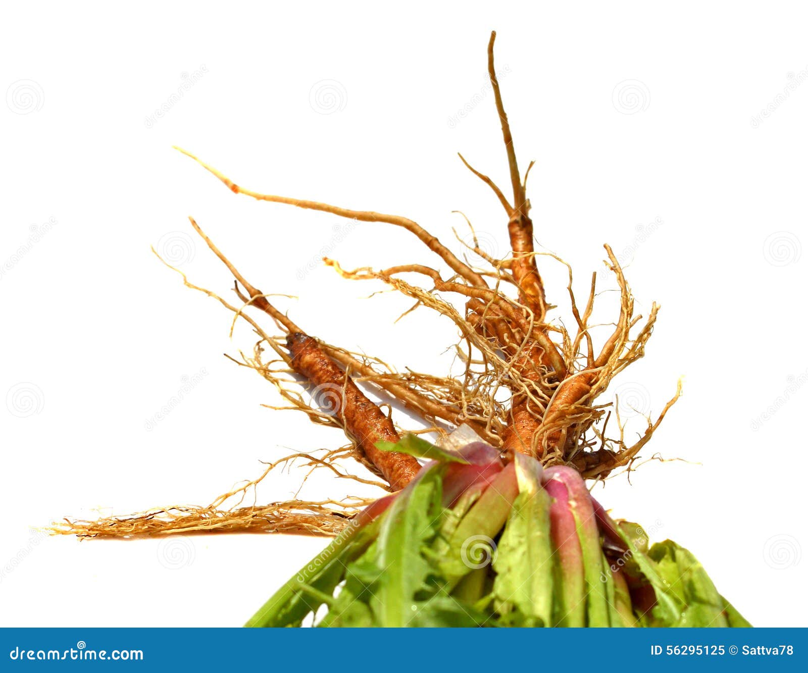 Dandelion stock image. Image of fresh, healing, plant - 56295125