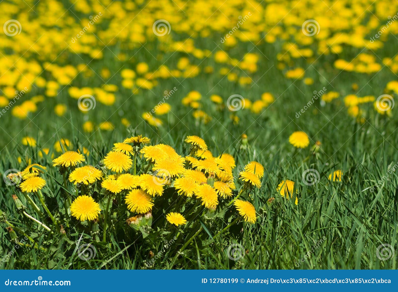 Dandelion s field stock image. Image of green, common - 12780199
