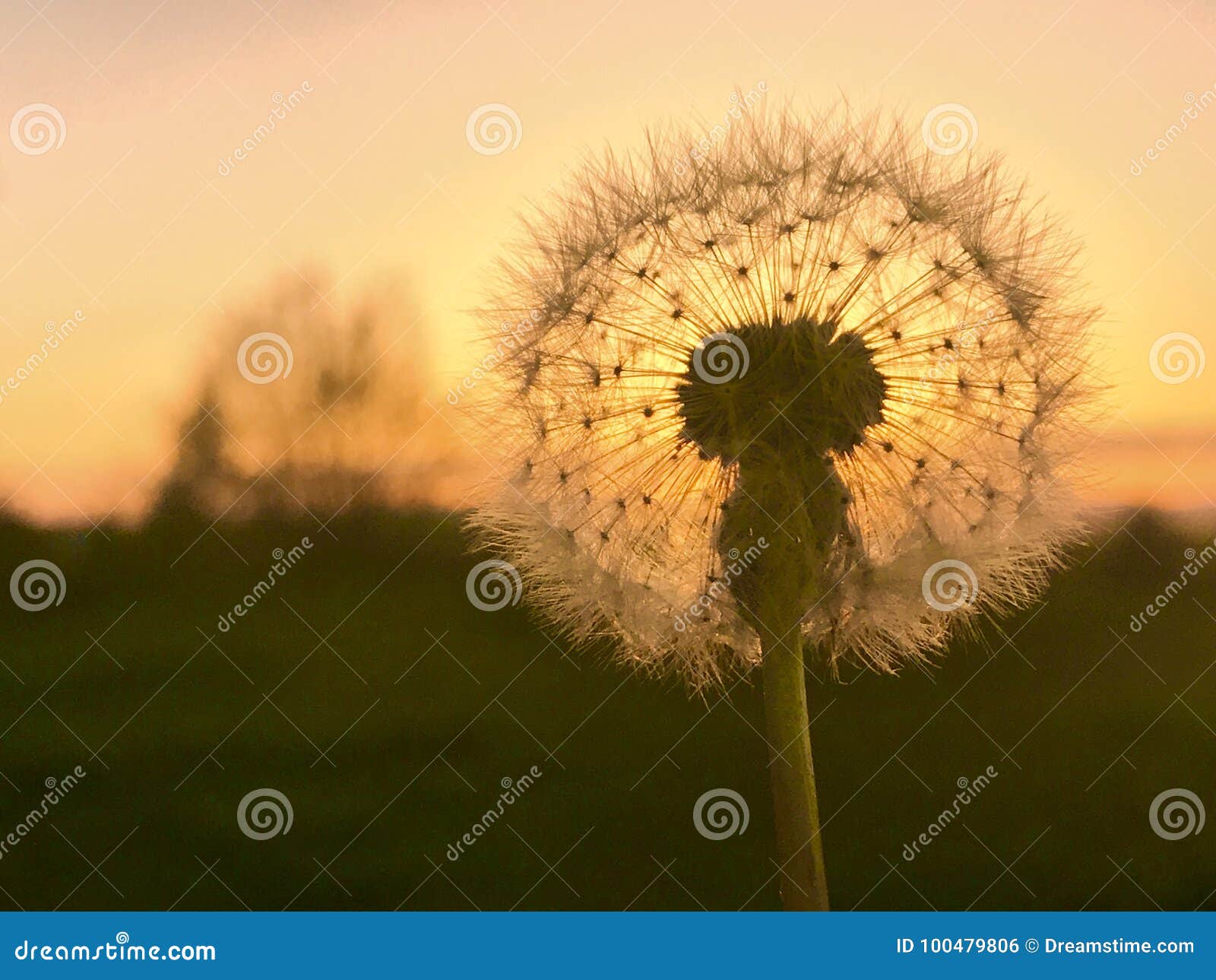 Dandelion& X27;s Sunset Stock Photo - Image of sunset, dandelion: 100479806