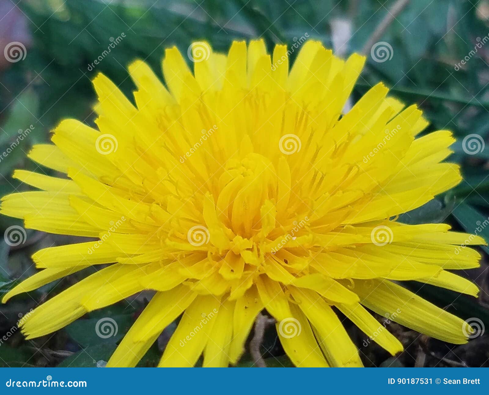 Dandelion Salid Stock Photos - Free & Royalty-Free Stock Photos from ...