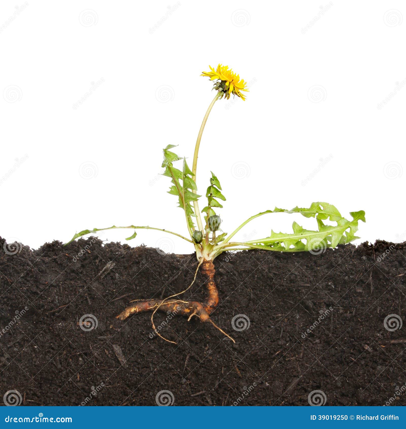 Dandelion stock photo. Image of root, compost, wild, flower - 39019250