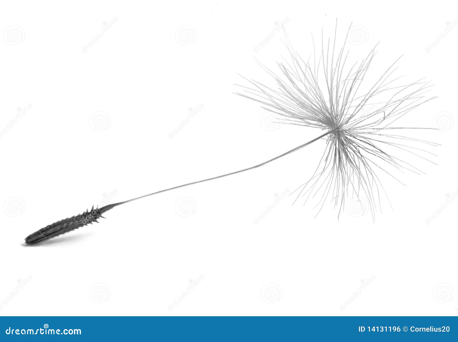 Dandelion Seed Head (Taraxacum Officinale) Close Up Royalty-Free Stock ...