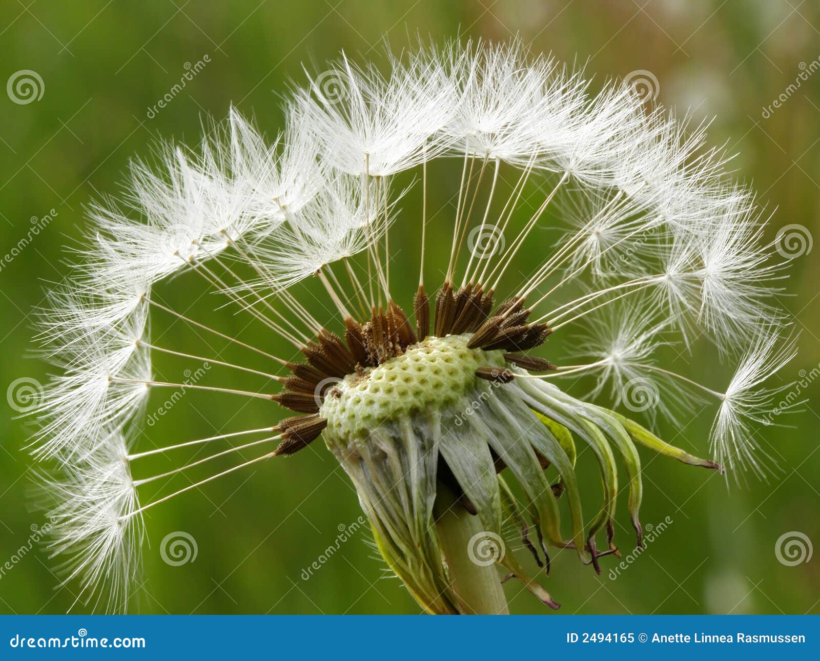 Dandelion seed stock image. Image of meadow, seed, pappus - 2494165
