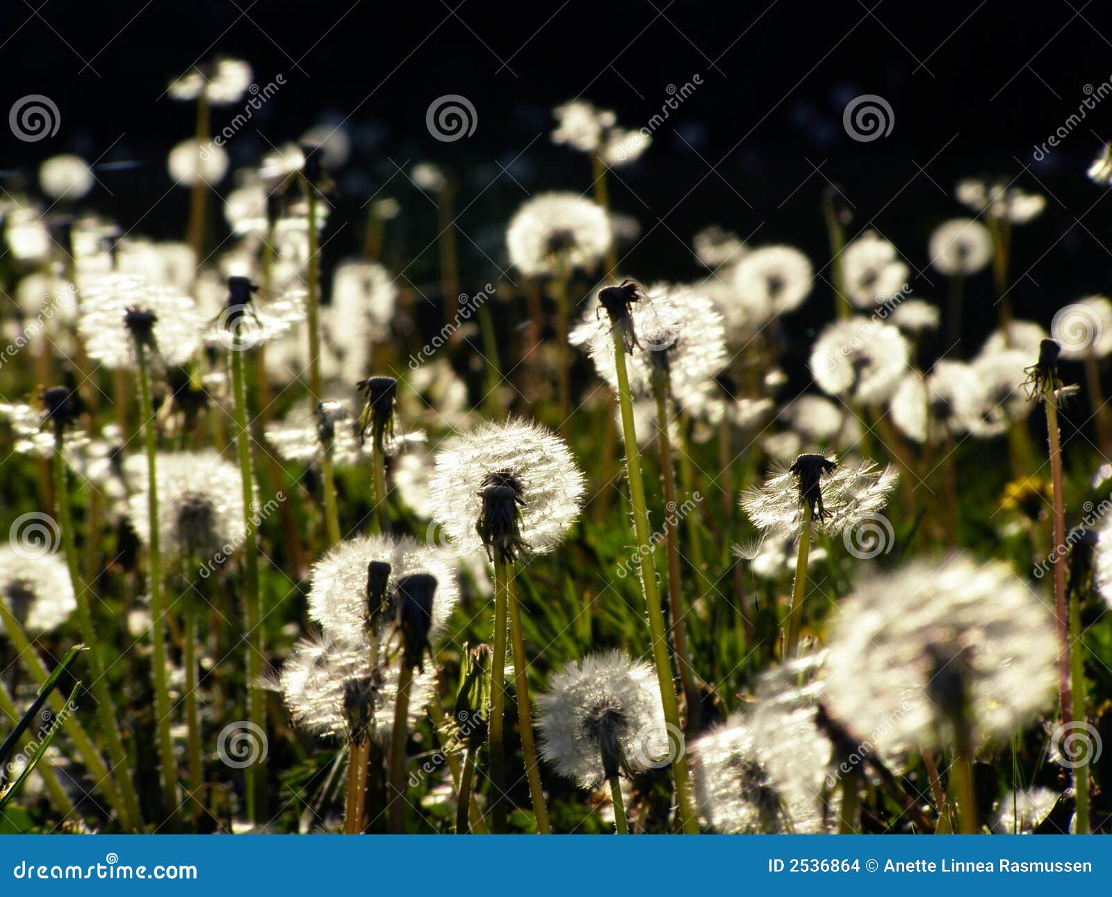 Dandelion seed stock photo. Image of structure, macro - 2536864