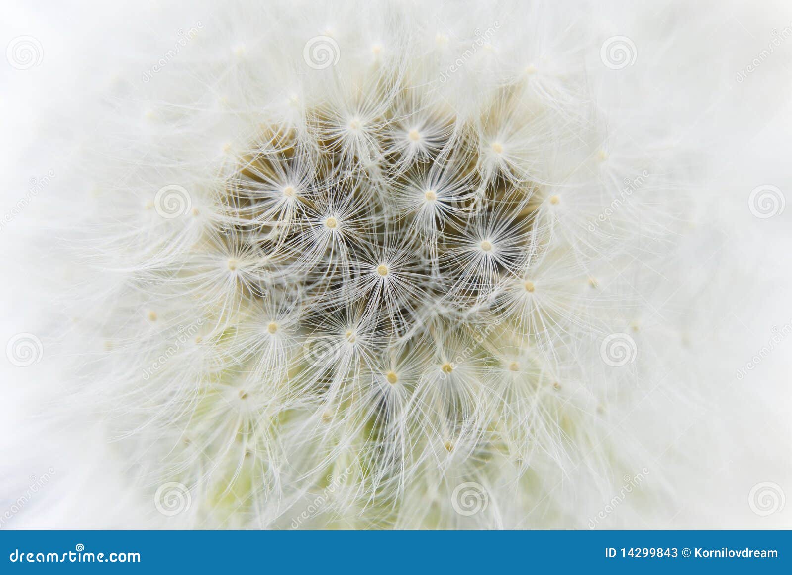 Dandelion Seed with an Abstract Touch Stock Image - Image of blue ...
