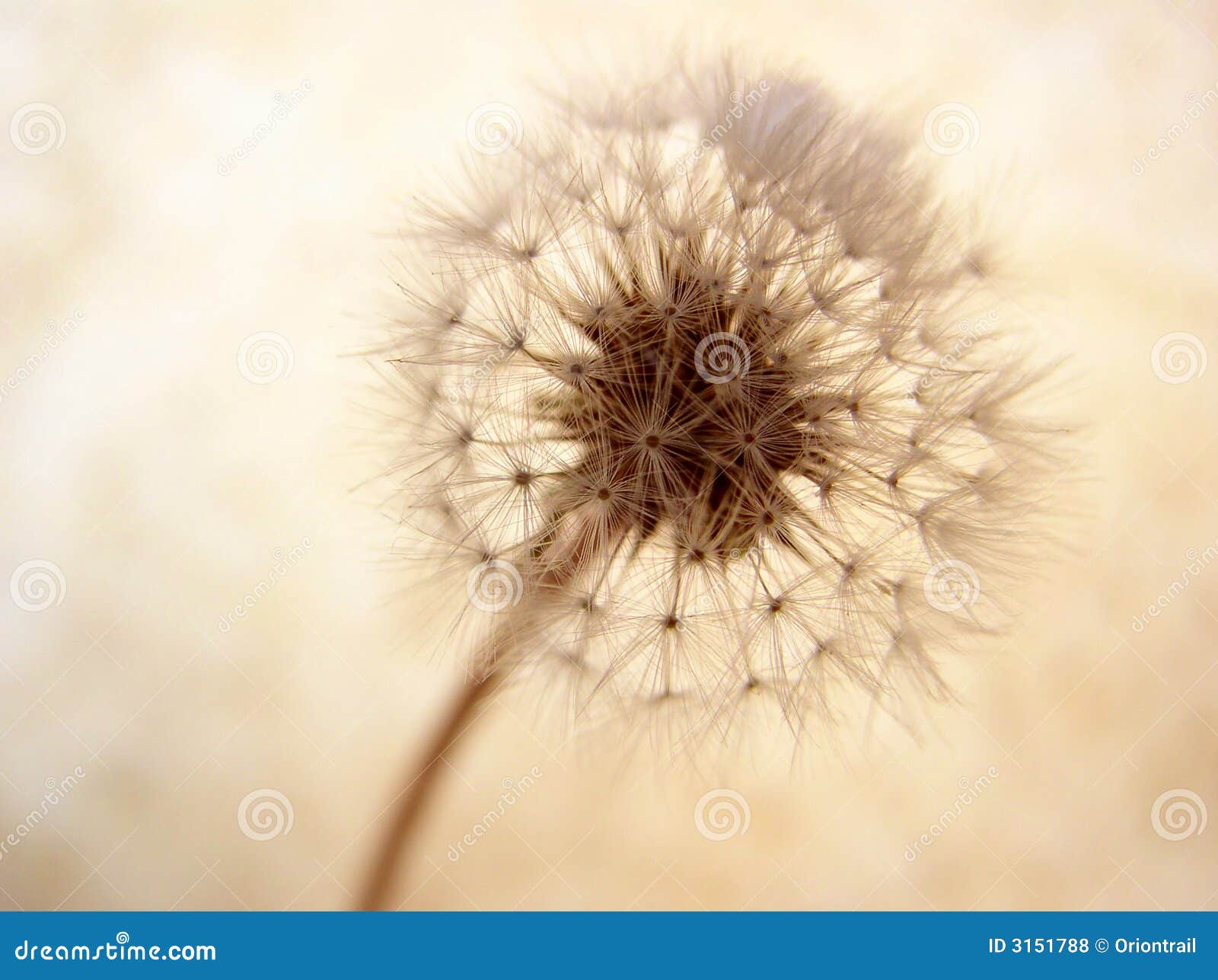 Dandelion seed ball stock photo. Image of seeds, nature - 3151788