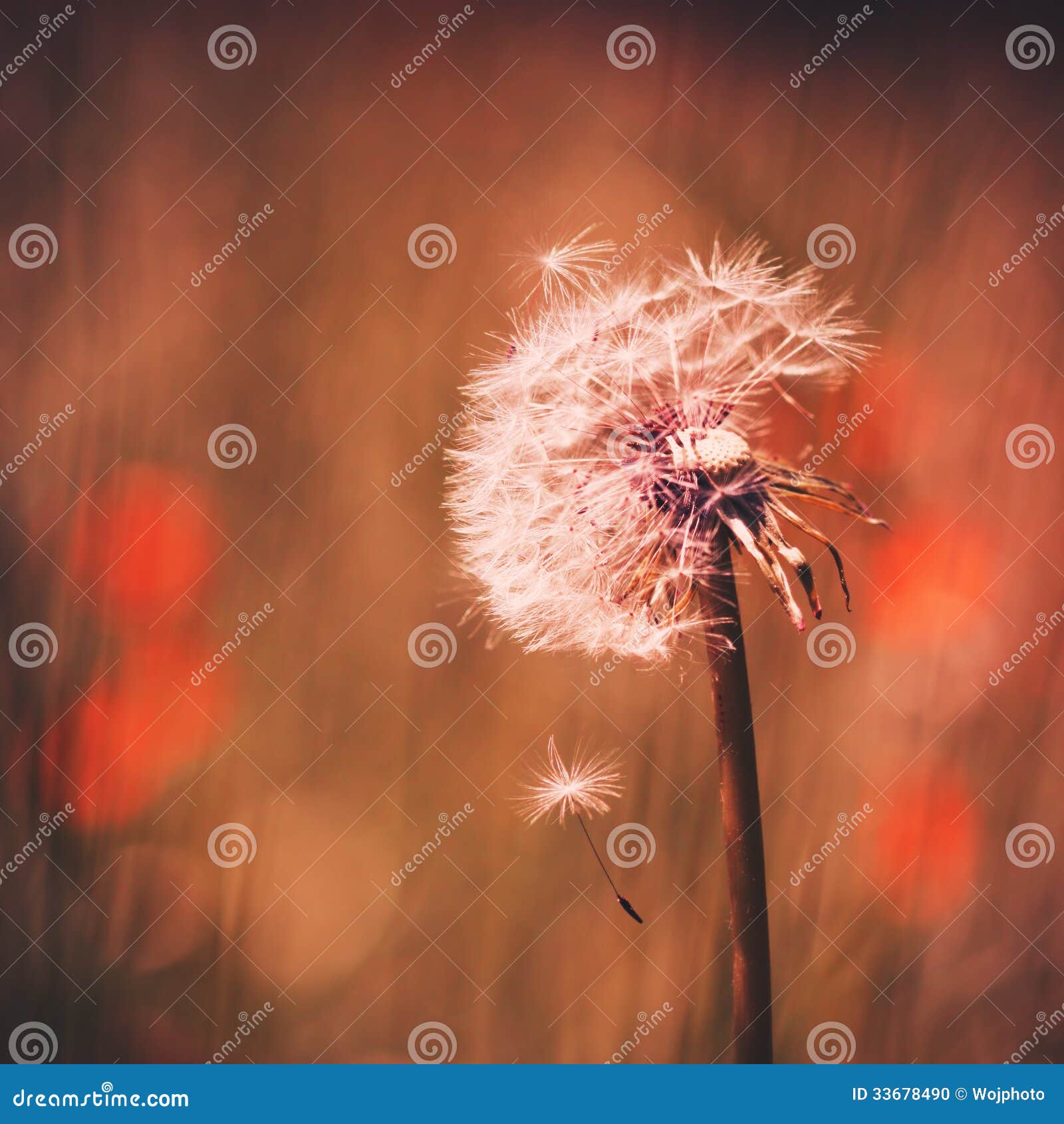Dandelion with Seed Falling in the Wind Stock Photo - Image of ecology ...