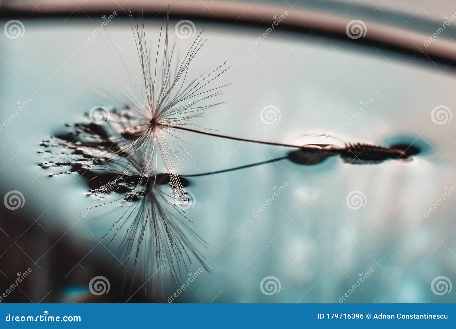 Dandelion seed stock photo. Image of light, macro, seed - 179716396