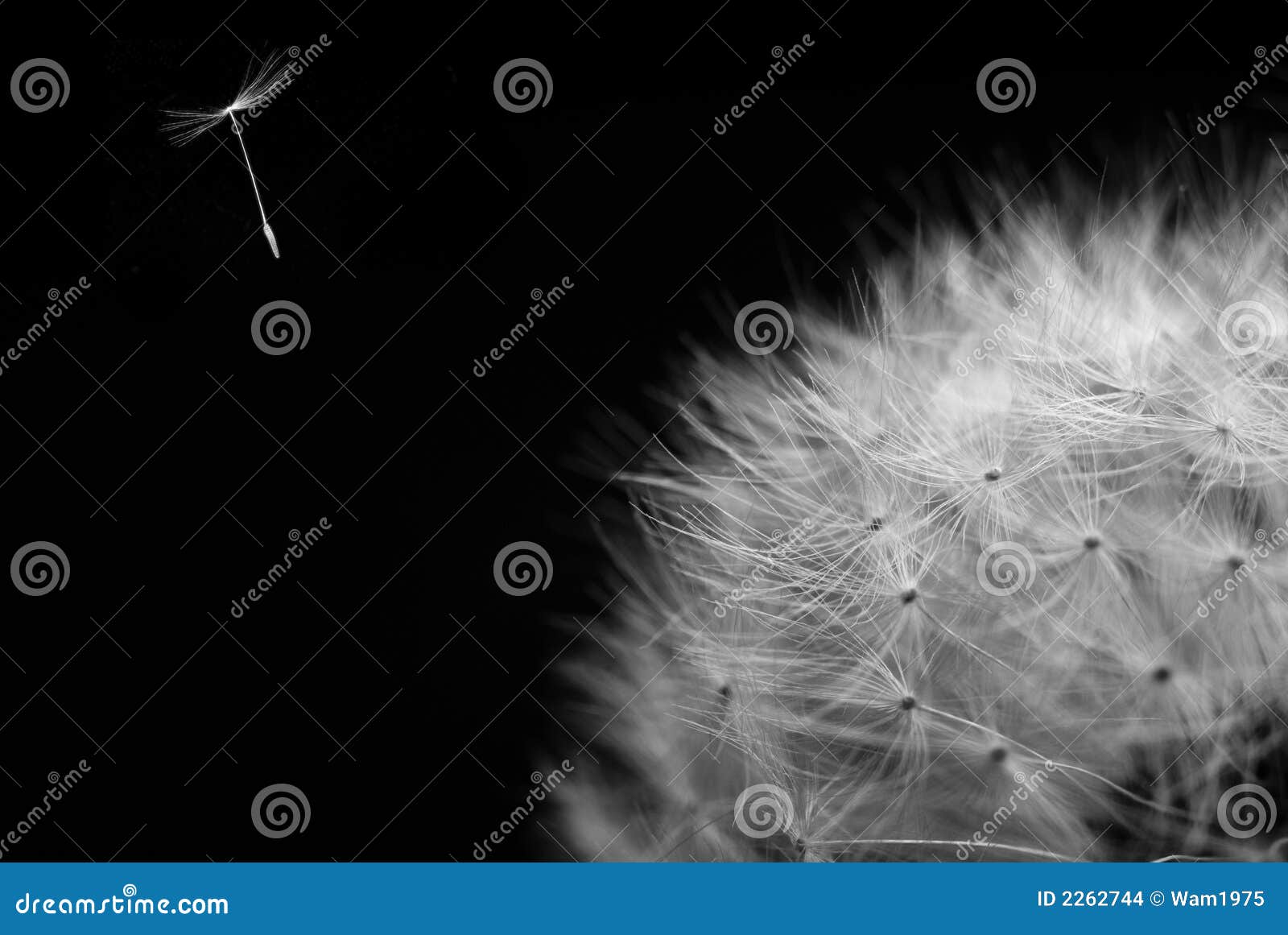 Dandelion seed flying away stock photo. Image of lawn - 2262744