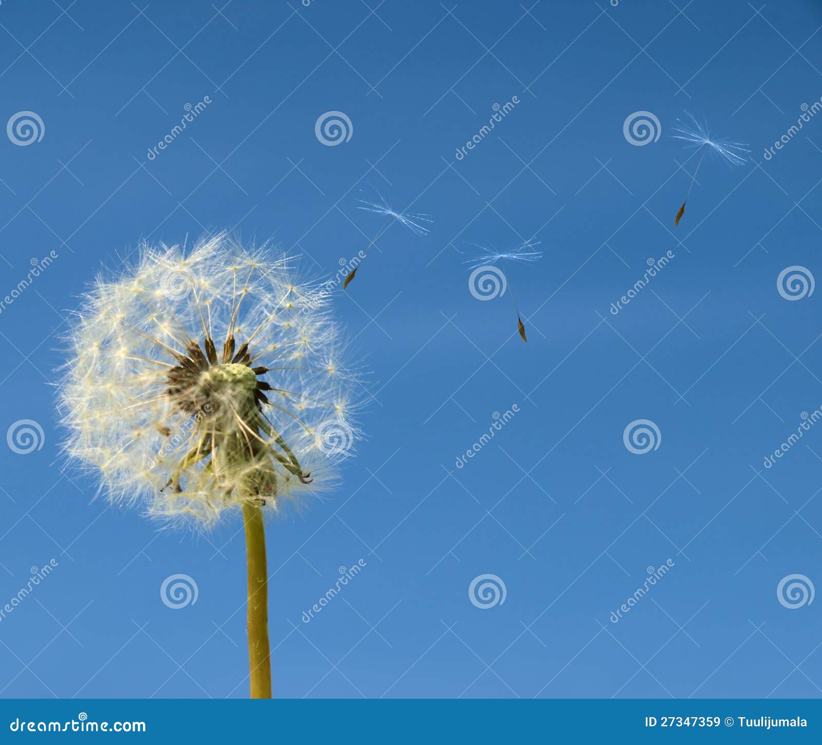 Dandelion with Seed Flying Away Stock Image - Image of flying, head ...