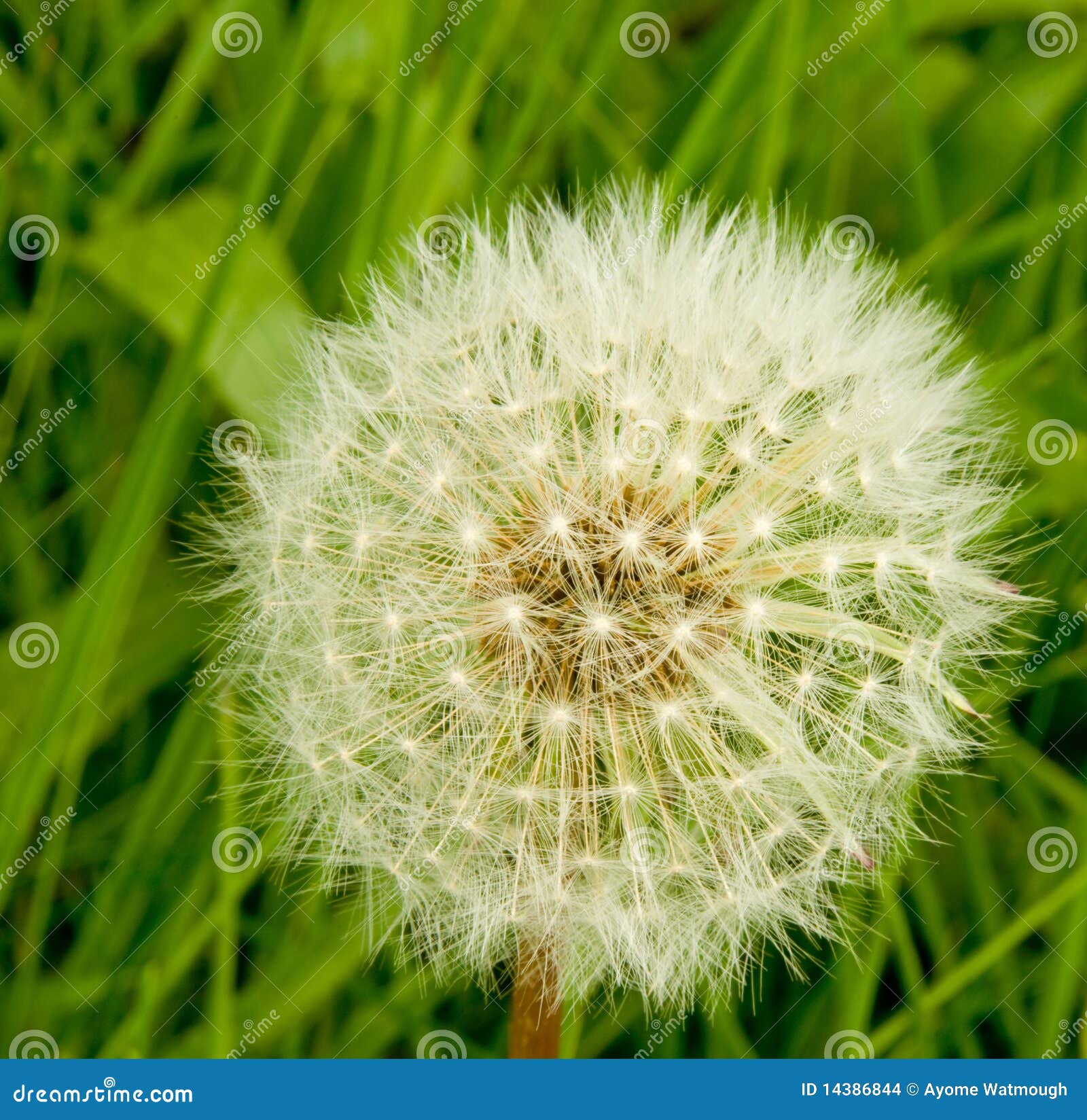 Dandelion seed head. stock photo. Image of spherical - 14386844