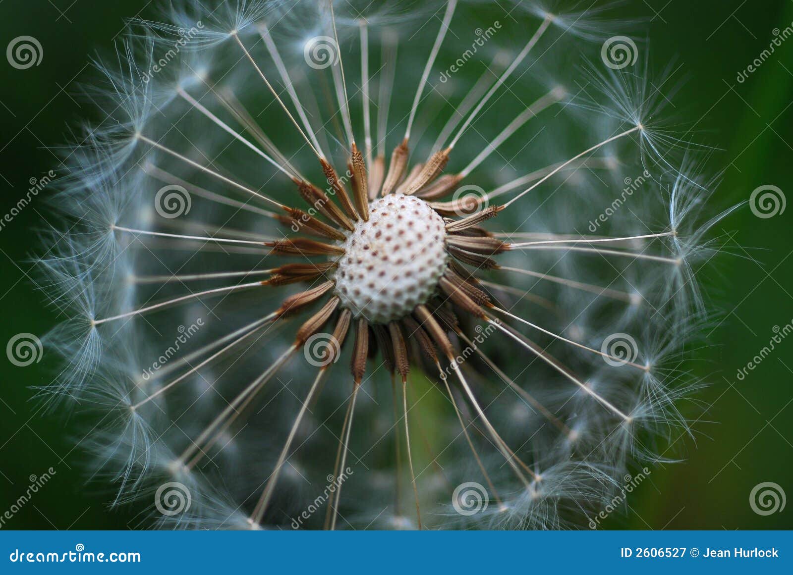 Dandelion Seed head stock image. Image of blow, dandelion - 2606527