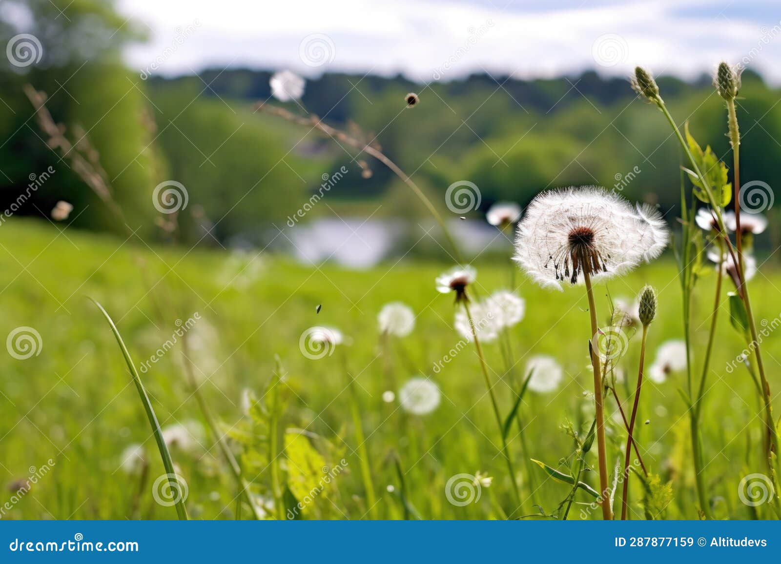 Dandelion Seed Head Dispersal in a Meadow Stock Image - Image of macro ...