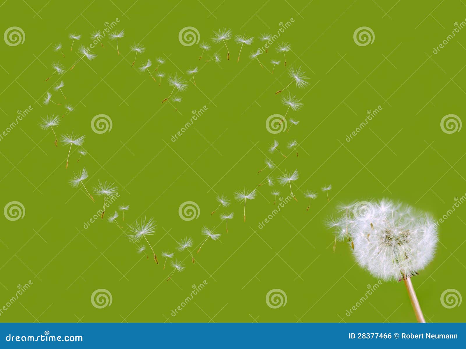 Dandelion Seed Head Shapes a Heart Stock Photo - Image of float ...