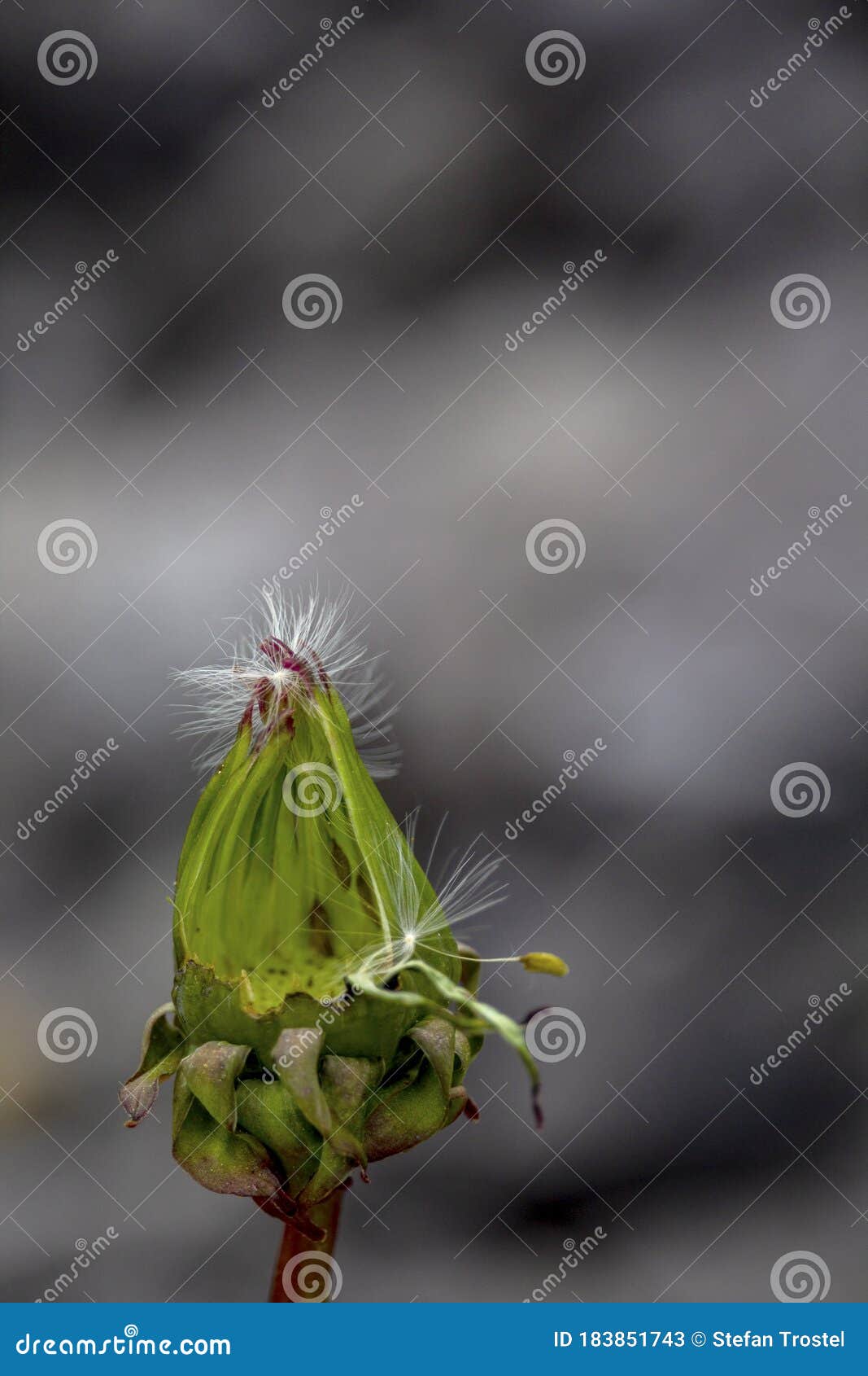 Dandelion Seed Hooked To a Bud Stock Image - Image of grass, dandelions ...