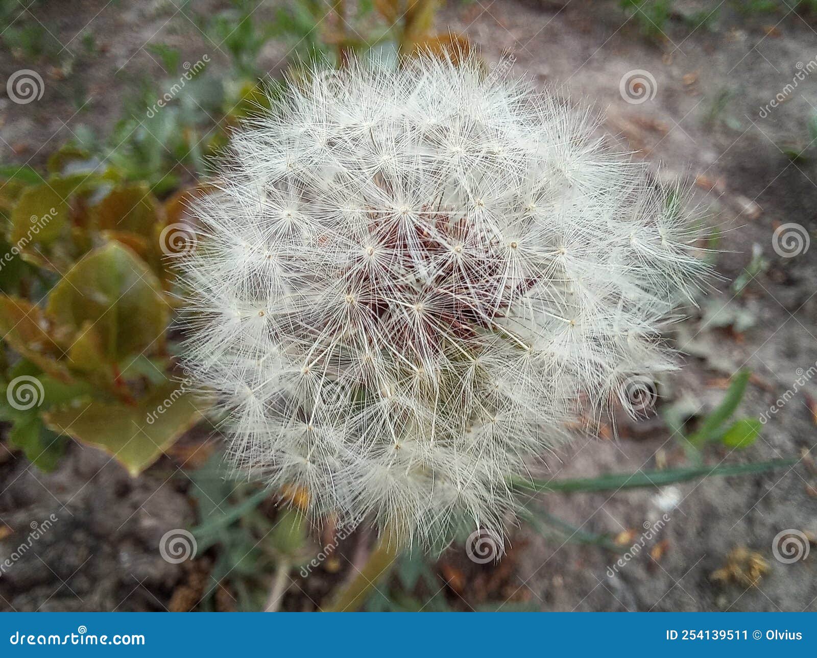 Dandelion Seed Pod in a Beautiful Background Stock Image - Image of ...